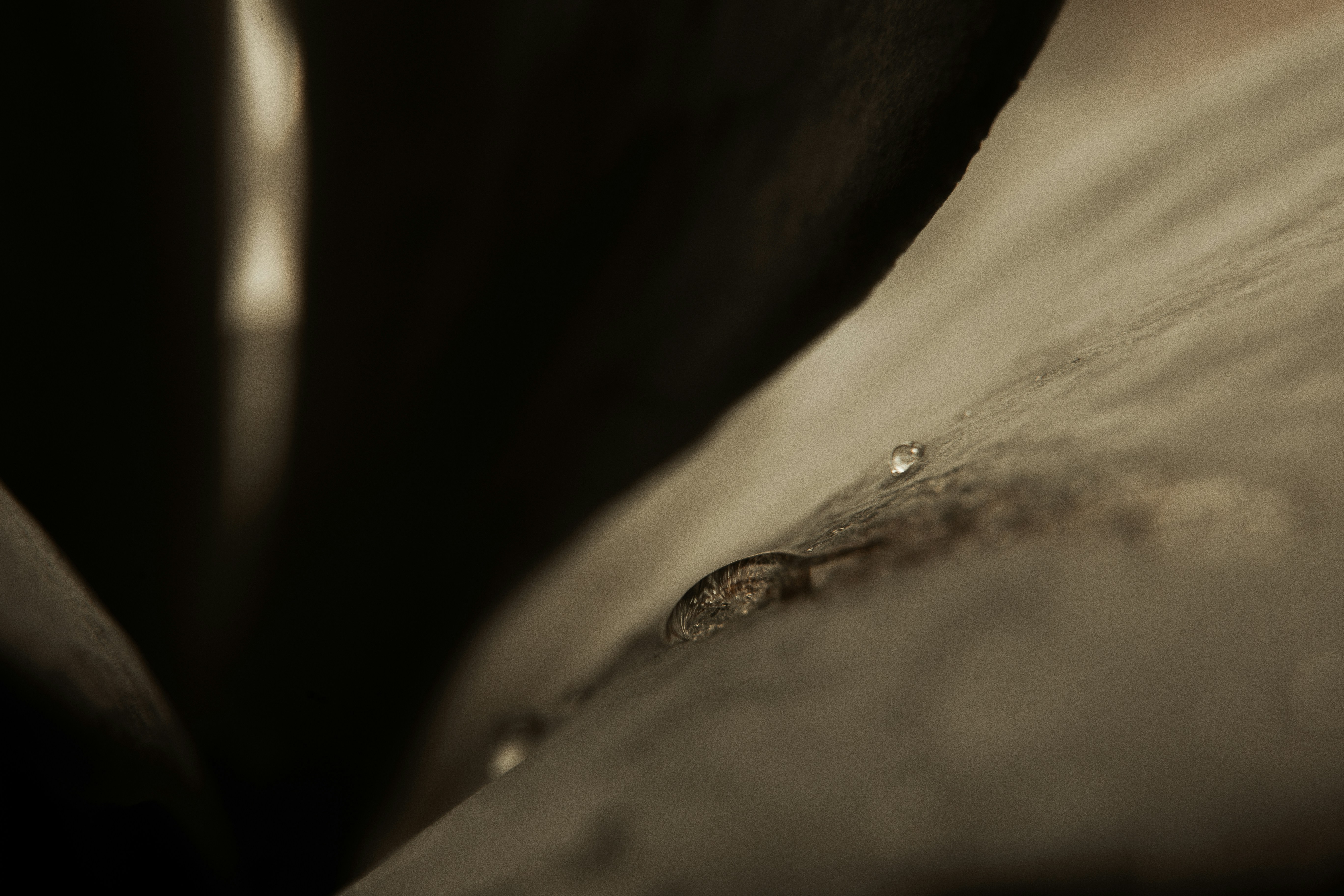 Loved capturing this moment 📸. If you enjoy minimal photography, check out my guide here: https://quietminimalism.etsy.com/listing/4347811015 | Close-up of water droplets on a flower petal.