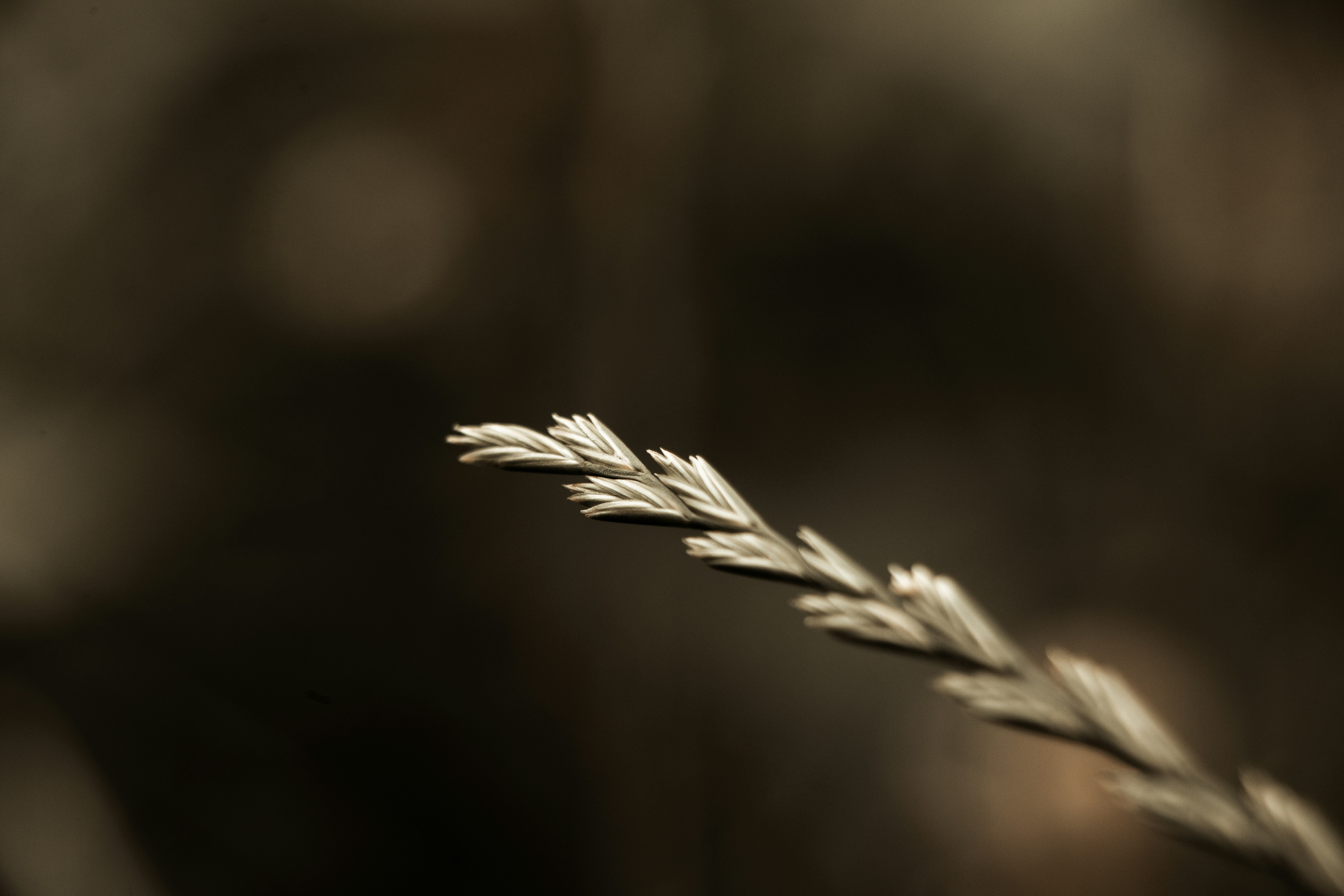Loved capturing this moment 📸. If you enjoy minimal photography, check out my guide here: https://quietminimalism.etsy.com/listing/4347811015 | Close-up of a single dry grass stalk