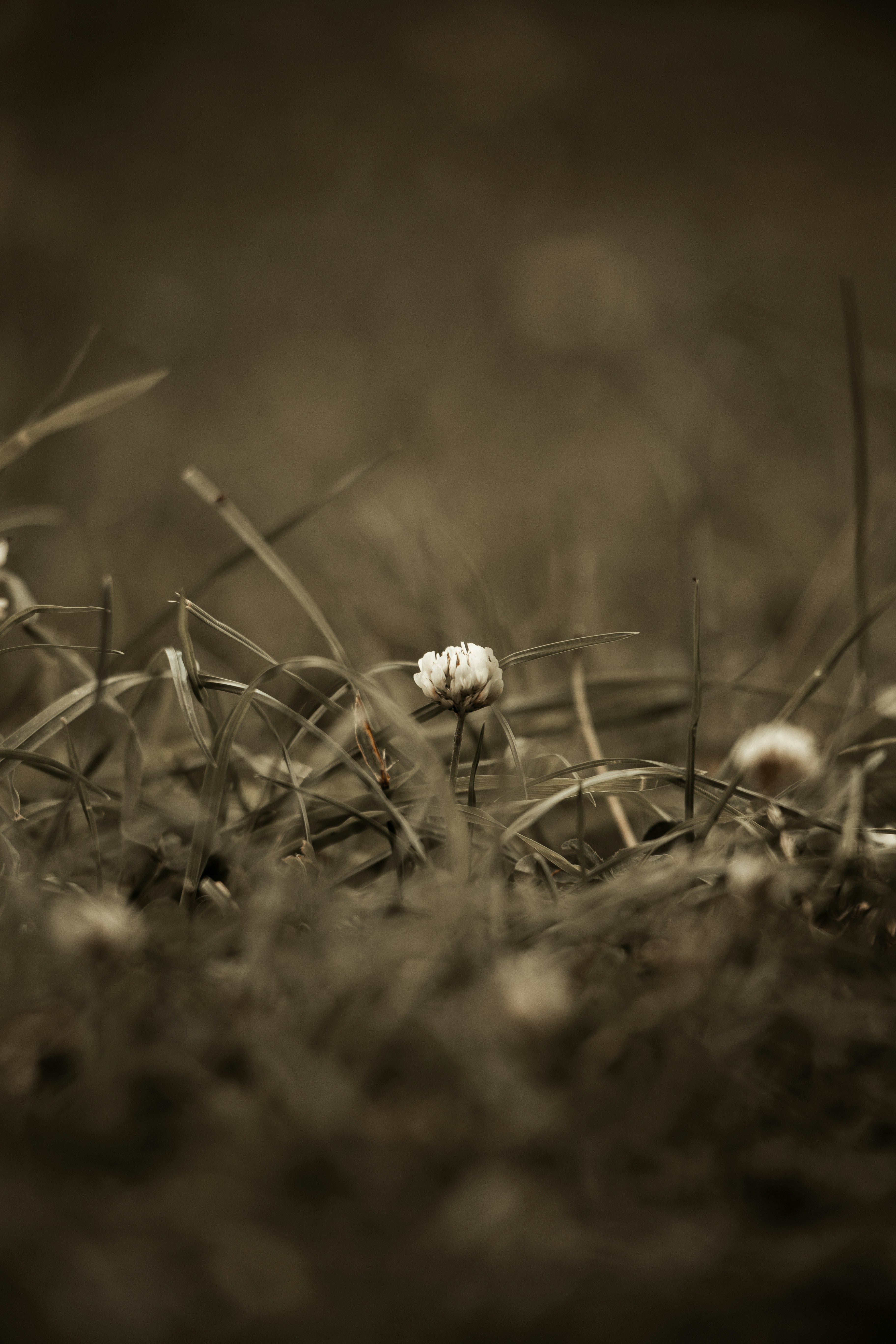 Whispers of Nature: A Lone Blossom Amidst the Grass