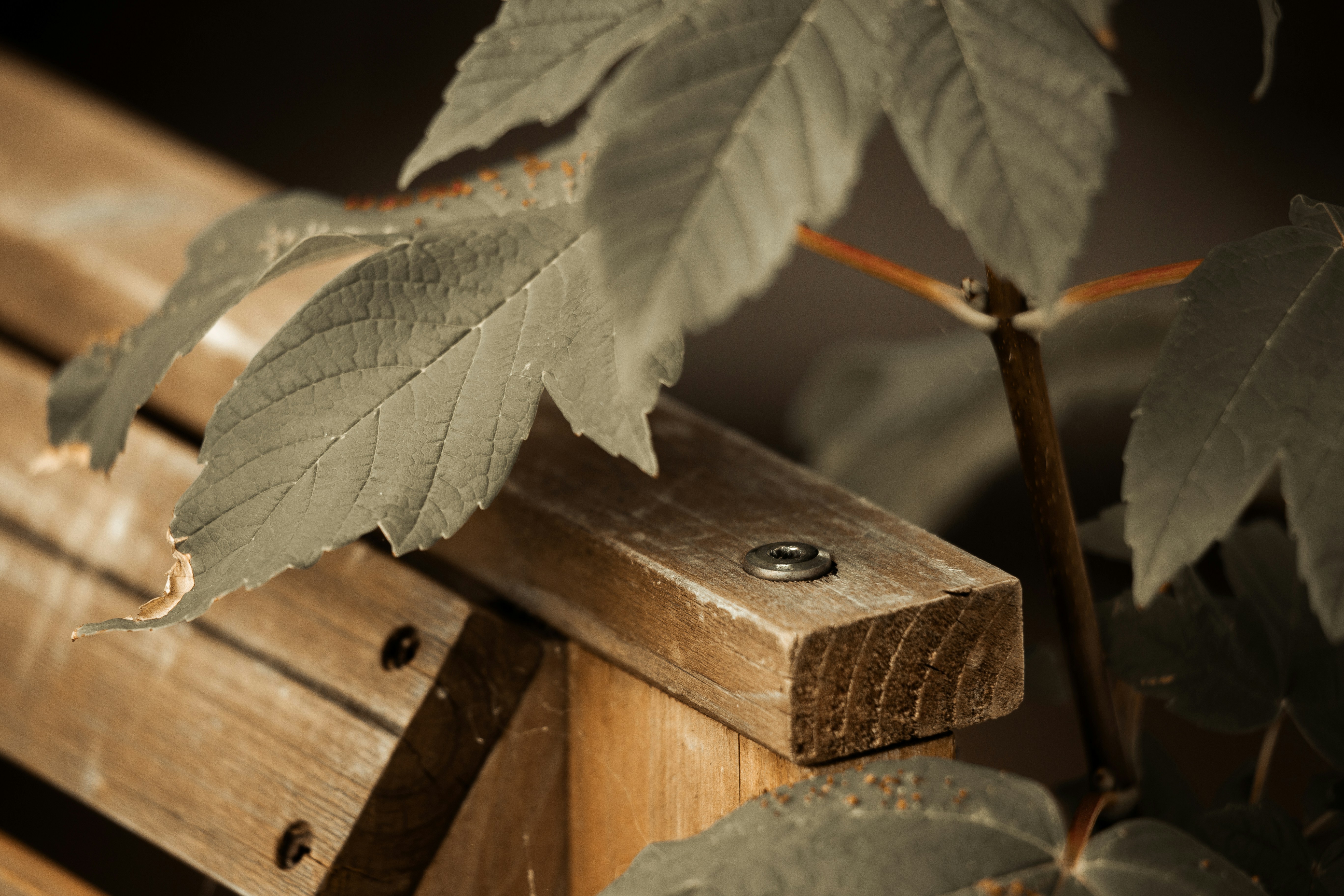 Wooden railing secrets: a close-up of weathered timber and creeping ivy