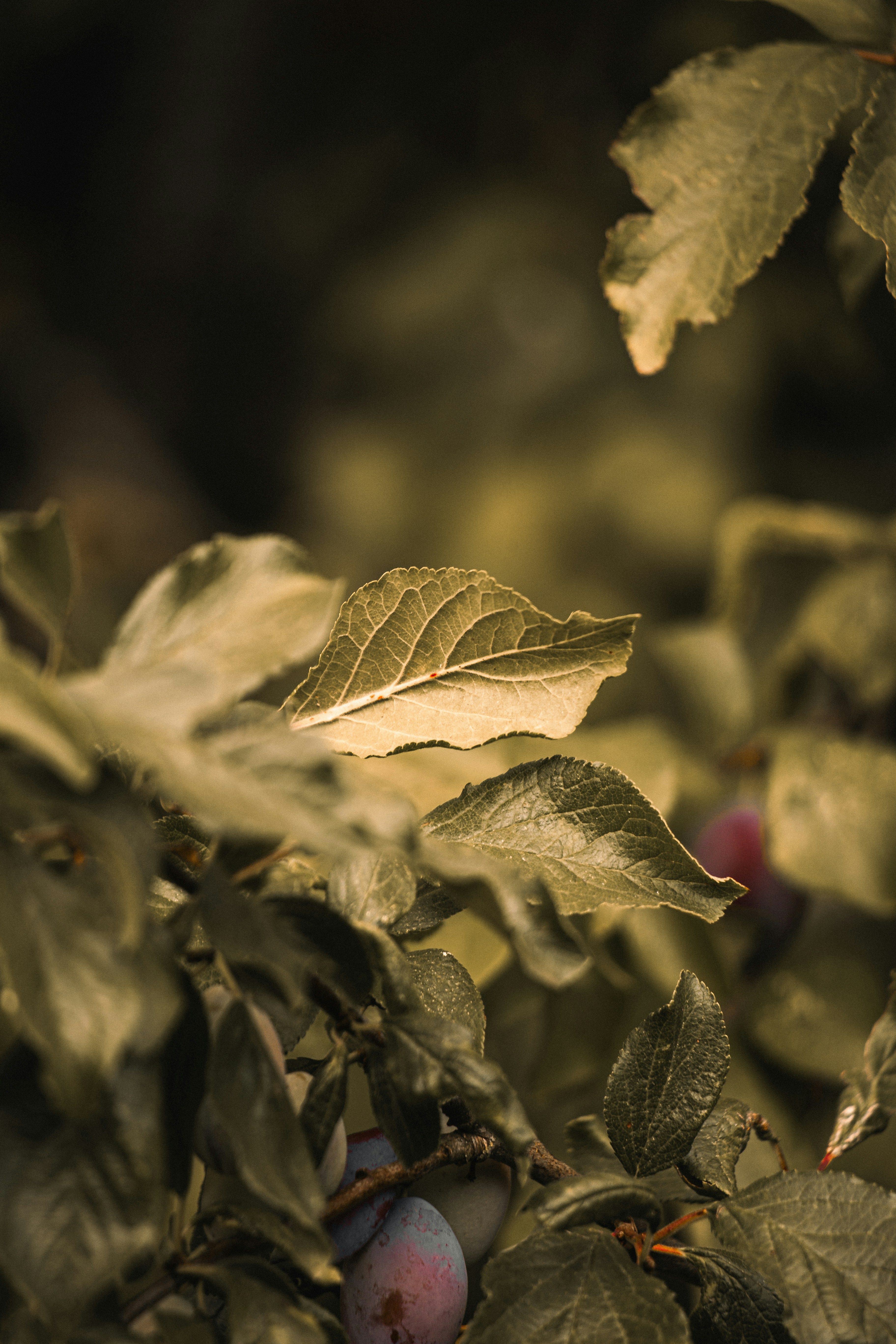 Loved capturing this moment 📸. If you enjoy minimal photography, check out my guide here: https://quietminimalism.etsy.com/listing/4347811015 | Close-up of plum fruits on a branch with leaves