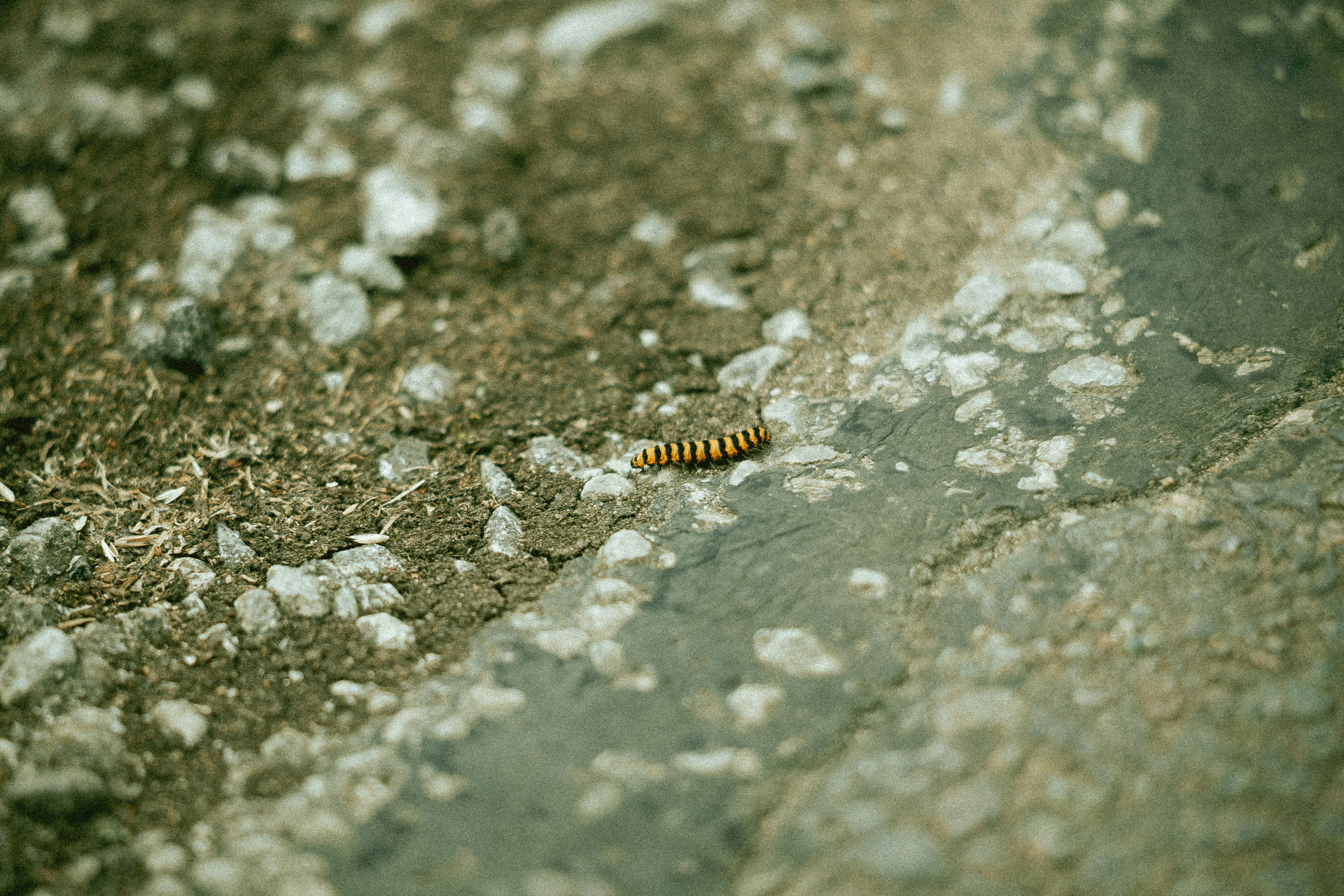 The Striped Wanderer: Nature's Tiny Traveler