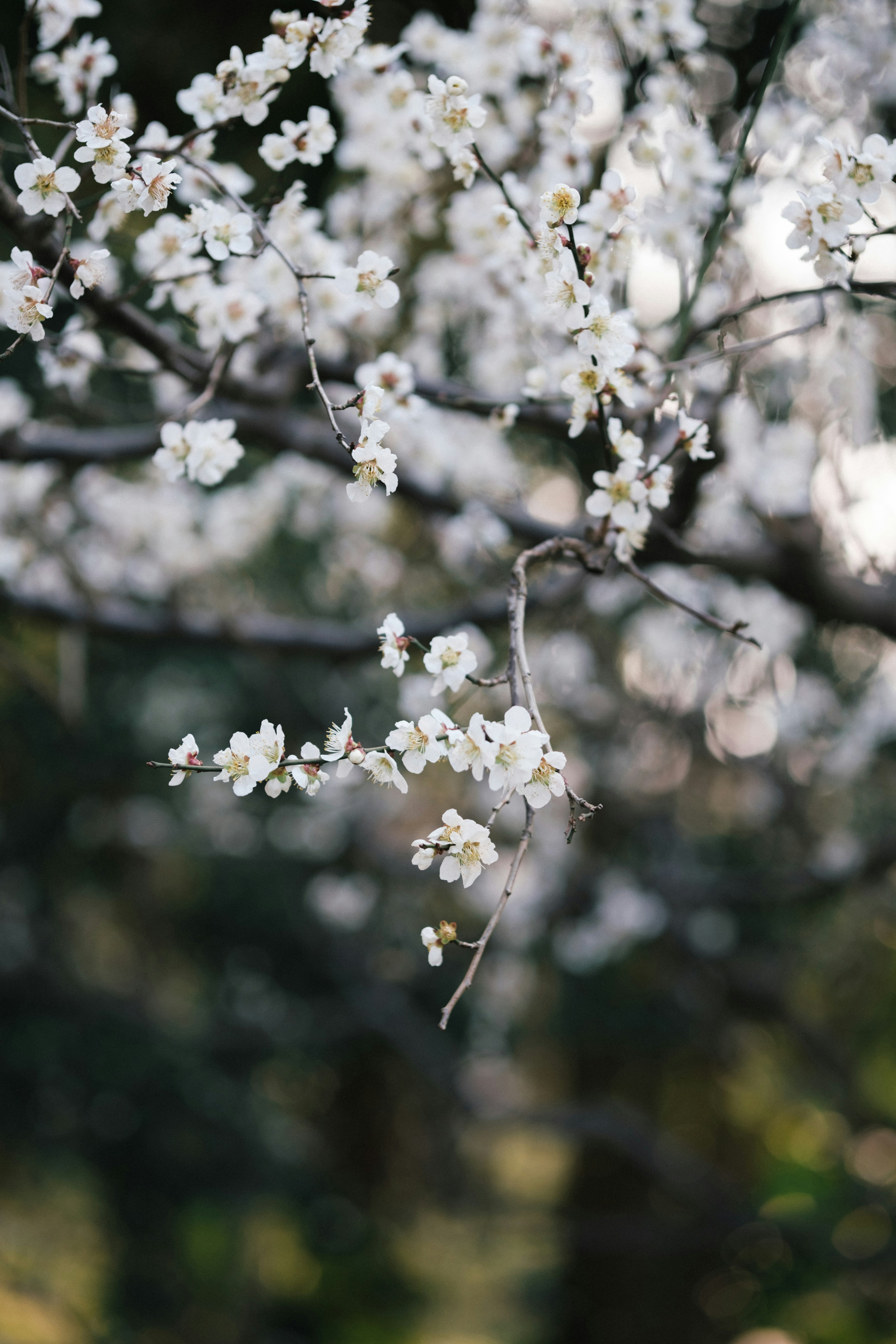 plum blossom​​ | Delicate white cherry blossoms on a tree branch