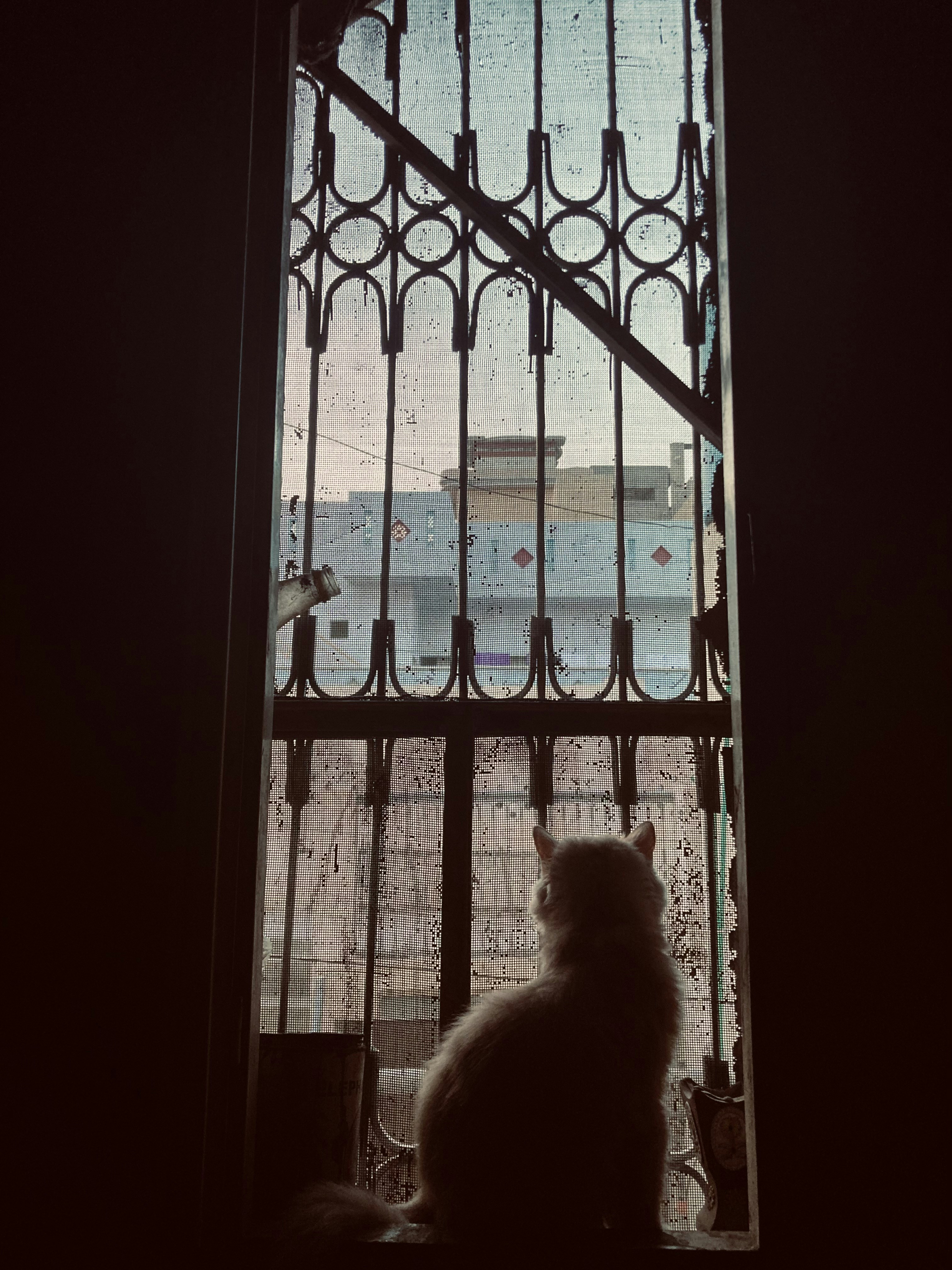 Whiskers and Windows: A Feline's View of the World