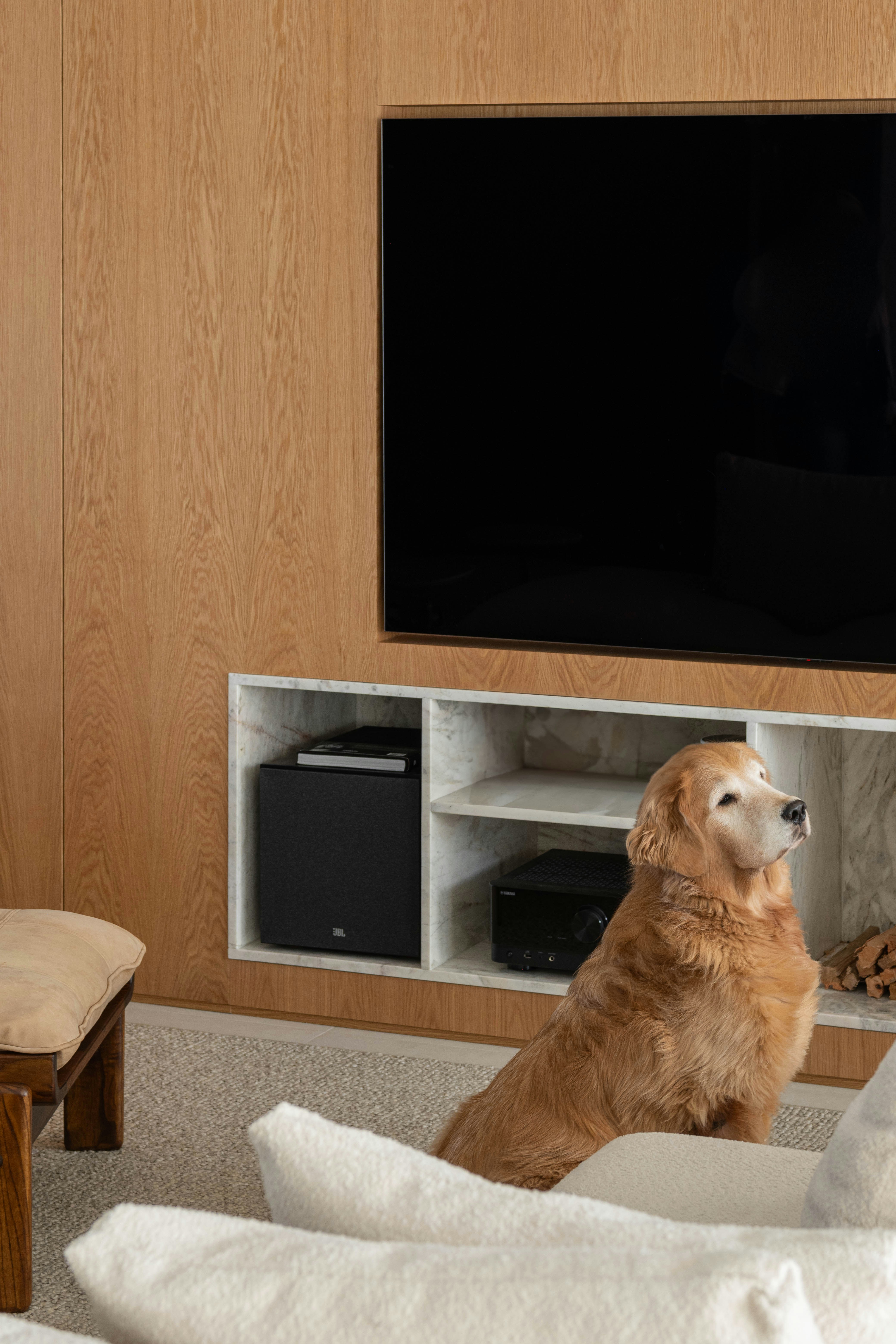 Fotografia para Nova Marcenaria. Arquiteta Jessica De Carli. Caxias do Sul | RS | Golden retriever sits near a television
