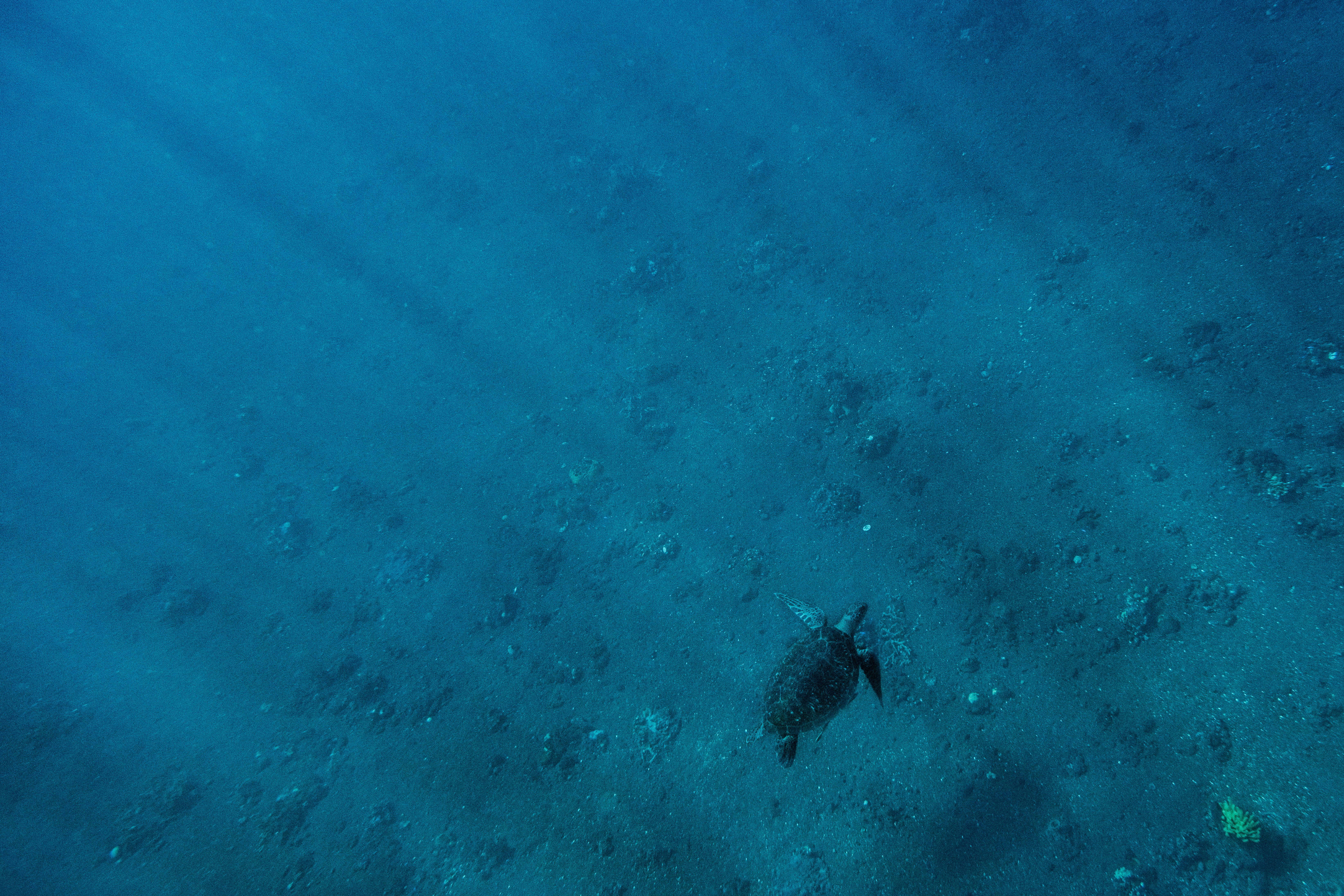 Sea turtle swims in clear blue ocean water