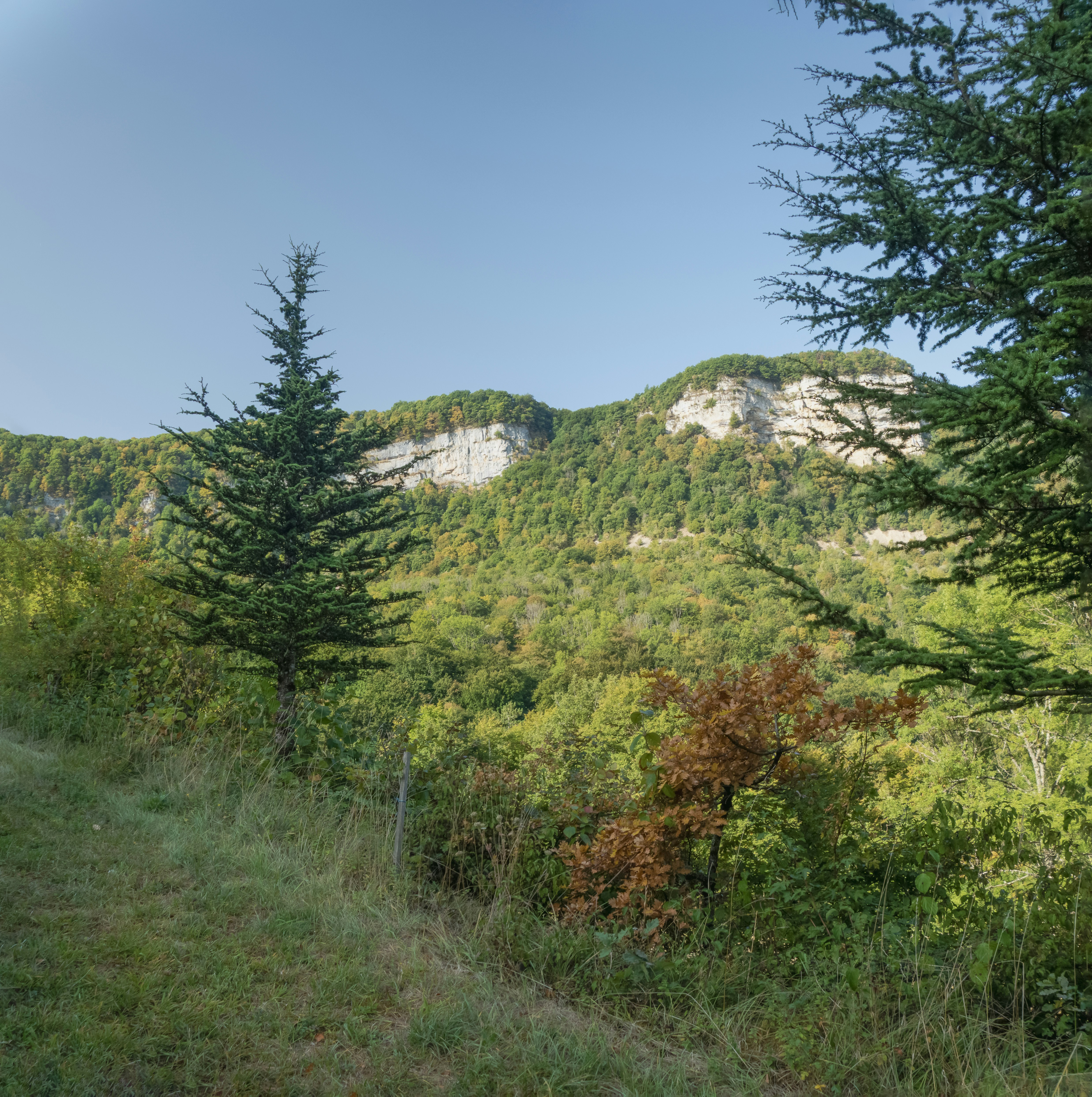 Limestone Ridge Framed by Pines Over a Sunlit Valley