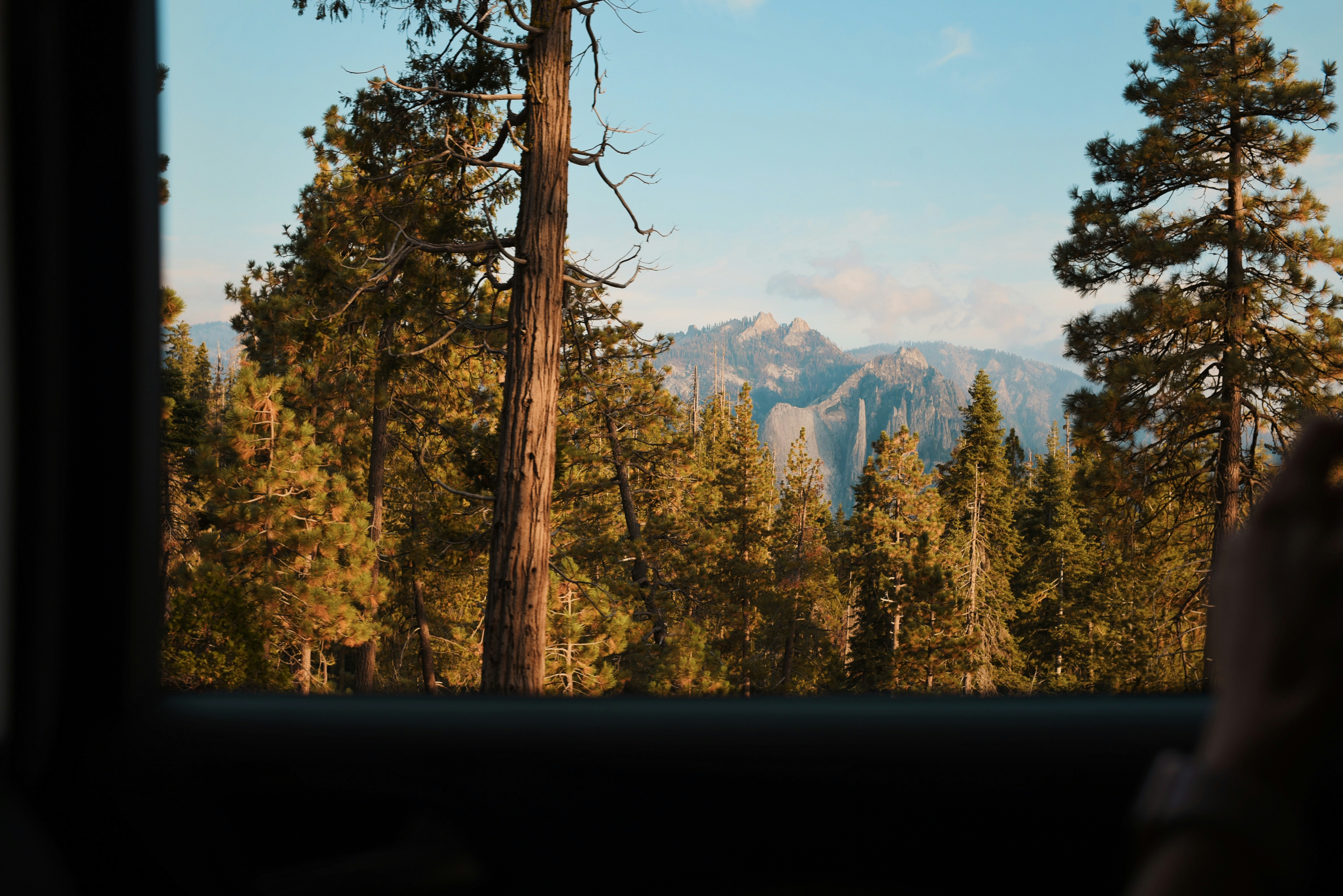 Golden Pines and Distant Peaks | View of mountains through a forest window