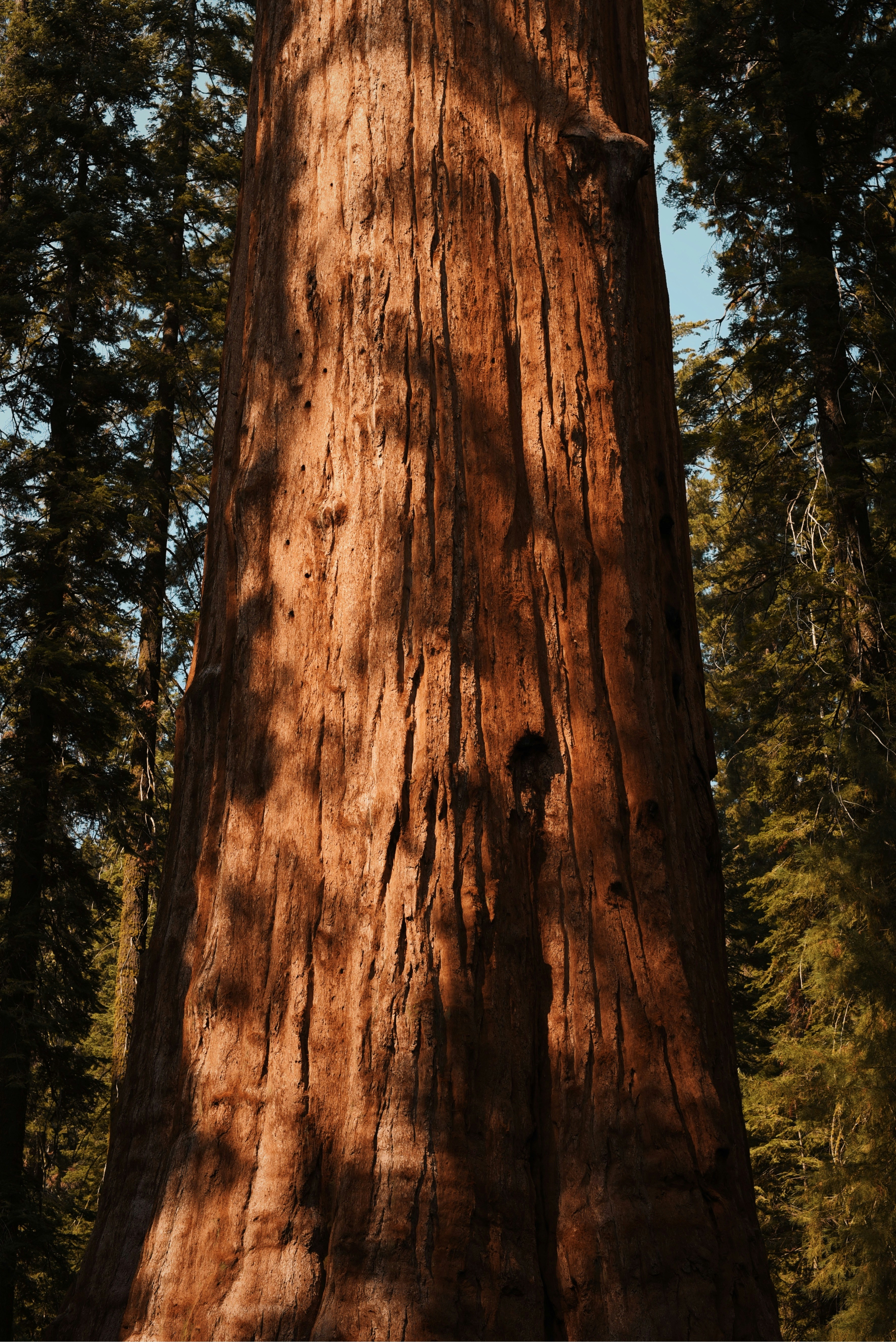 Sequoia’s Timeless Bark | Close-up of a giant redwood tree trunk