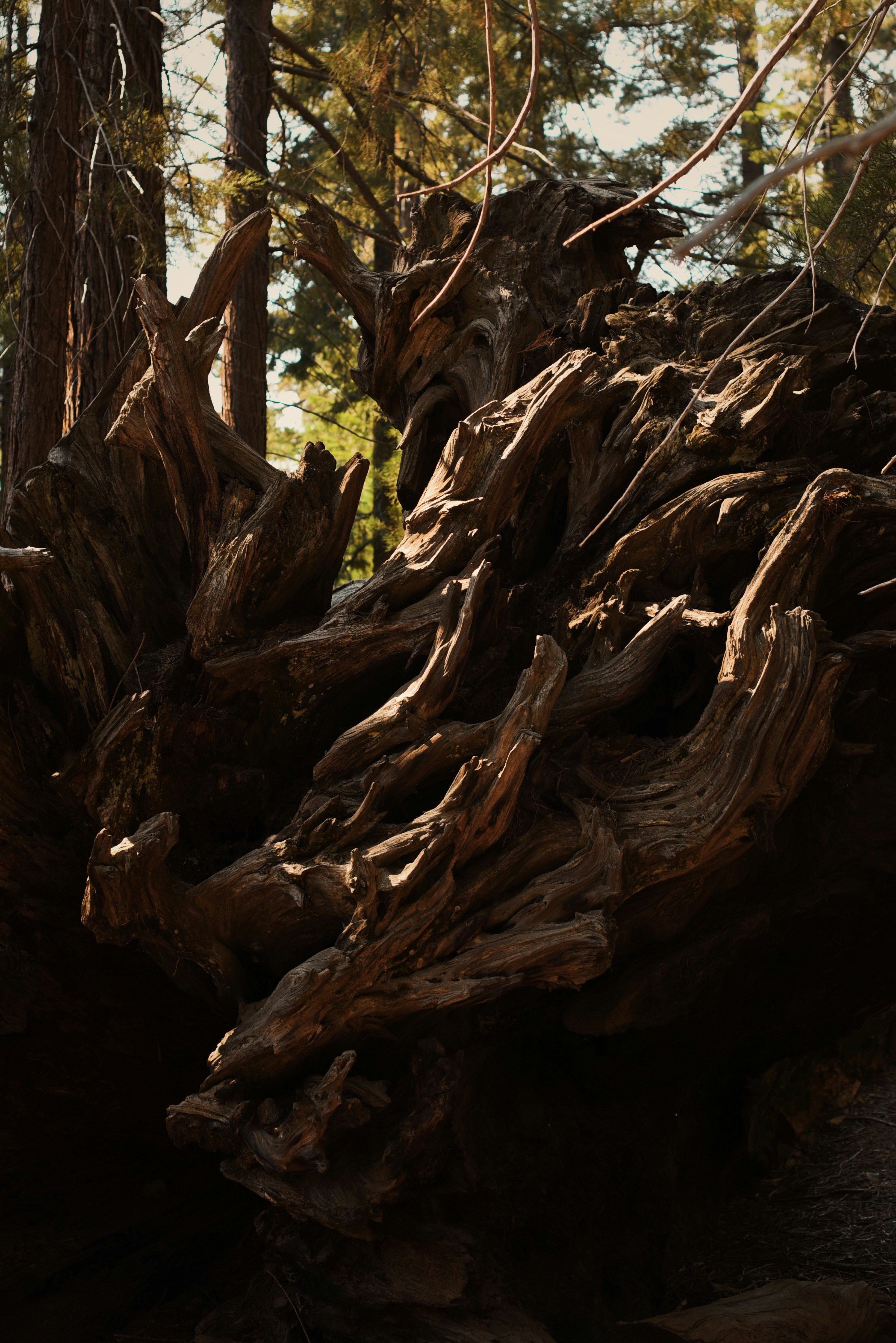 Nature’s Wooden Sculpture | Exposed gnarled roots of a fallen ancient tree