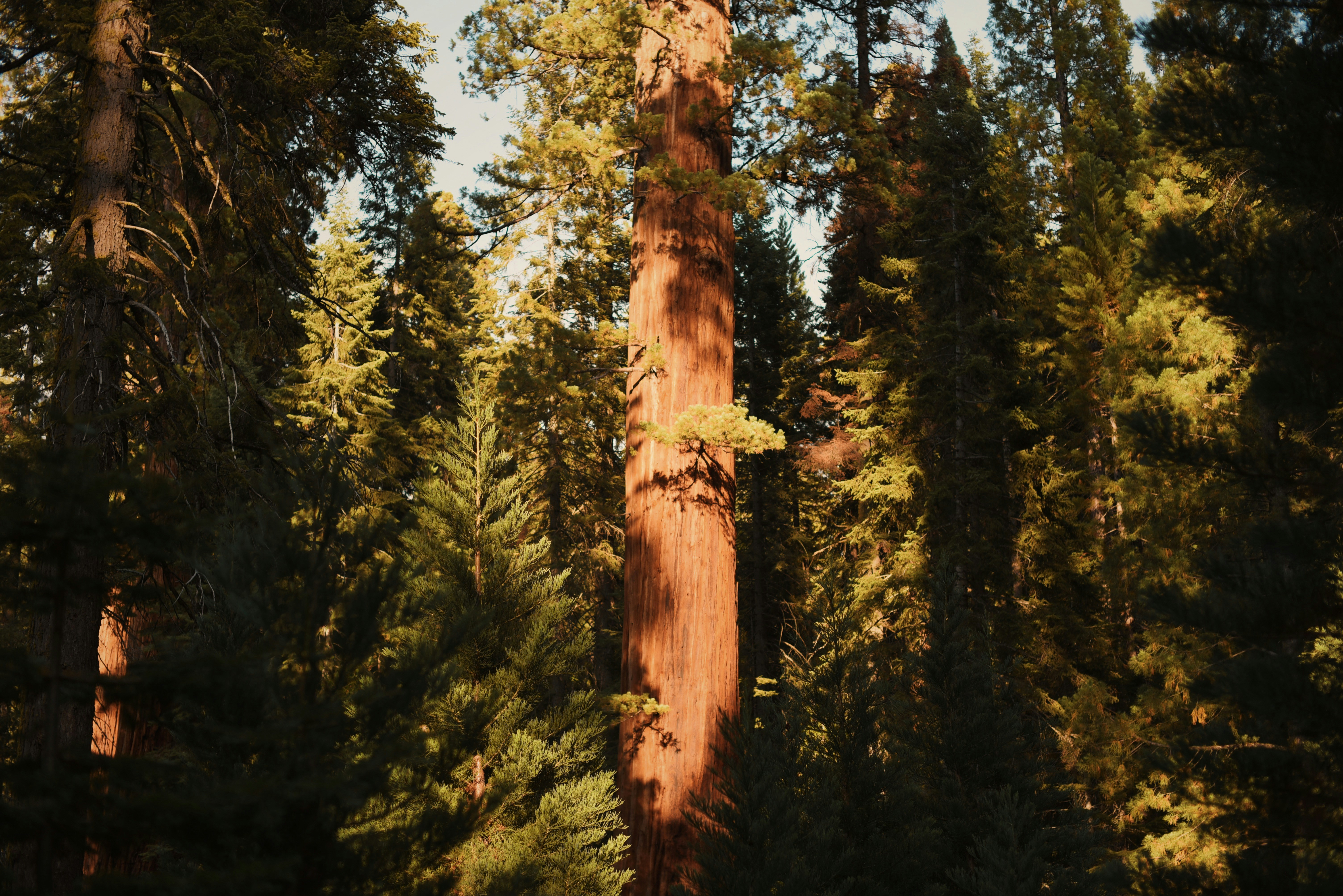 Tall redwood tree trunk in a dense forest. photo – Free National park ...