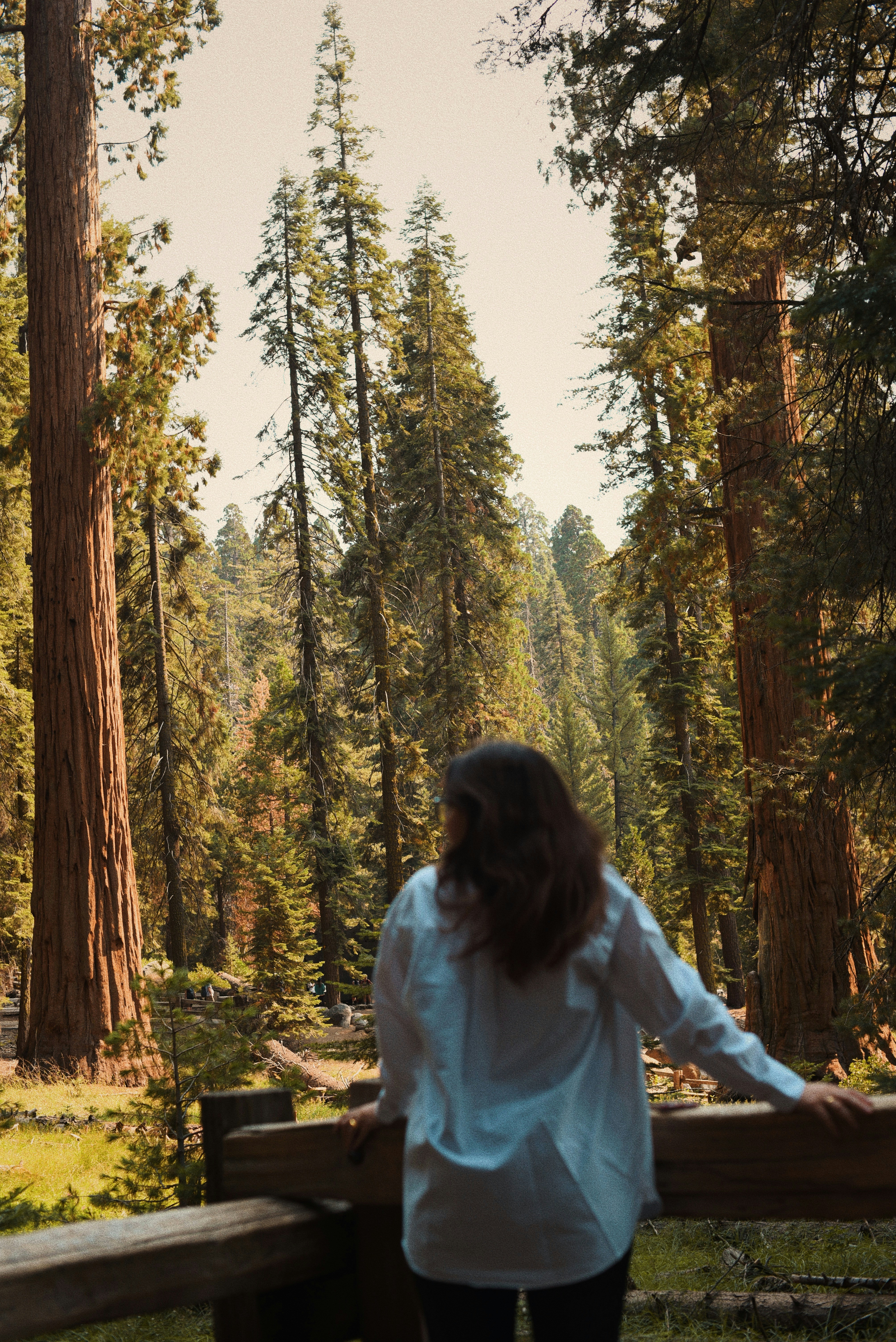 Among the Sequoias | Woman looking at tall trees in a forest
