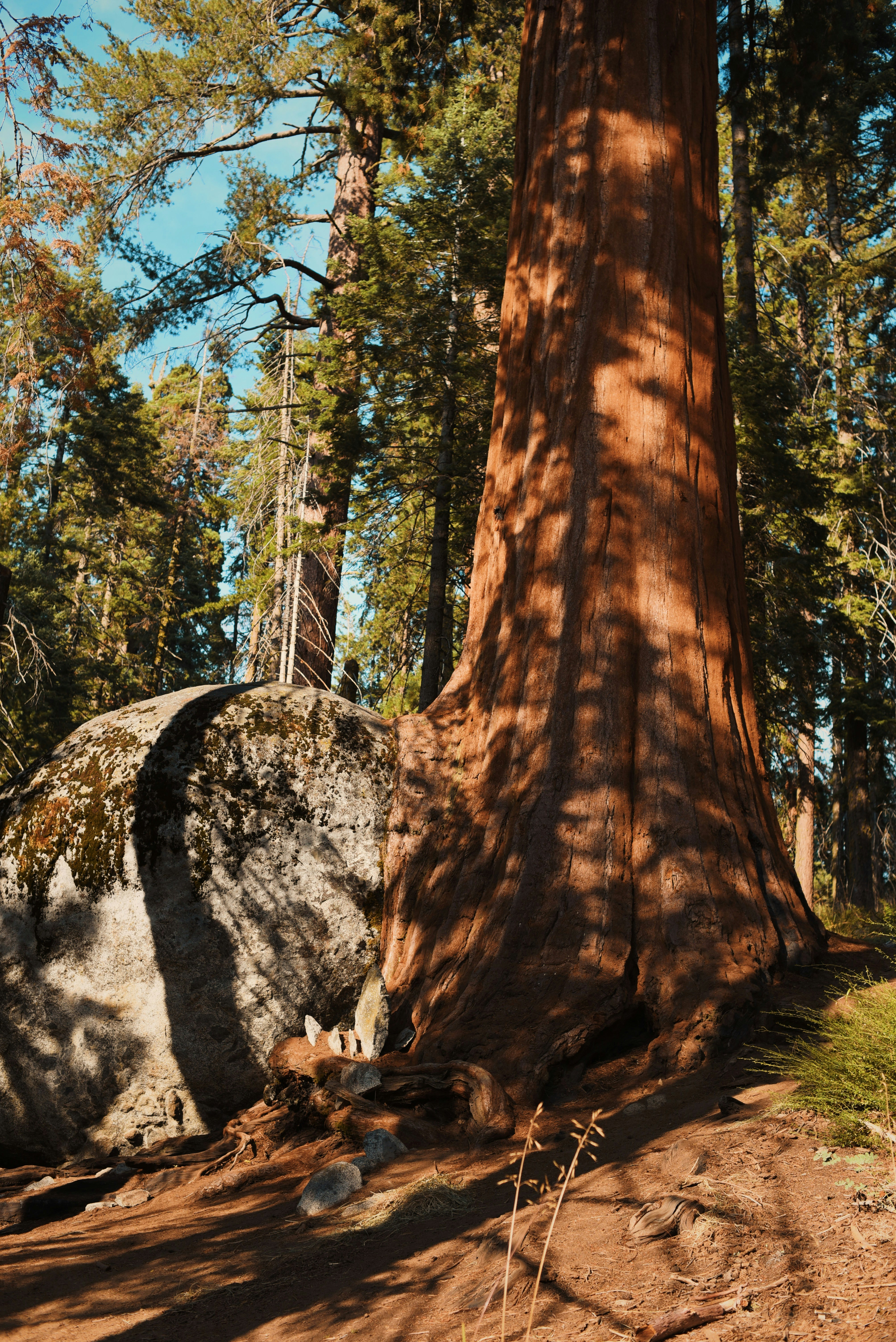 Sunlit Sentinel: Redwood Beside a Rugged Granite Boulder