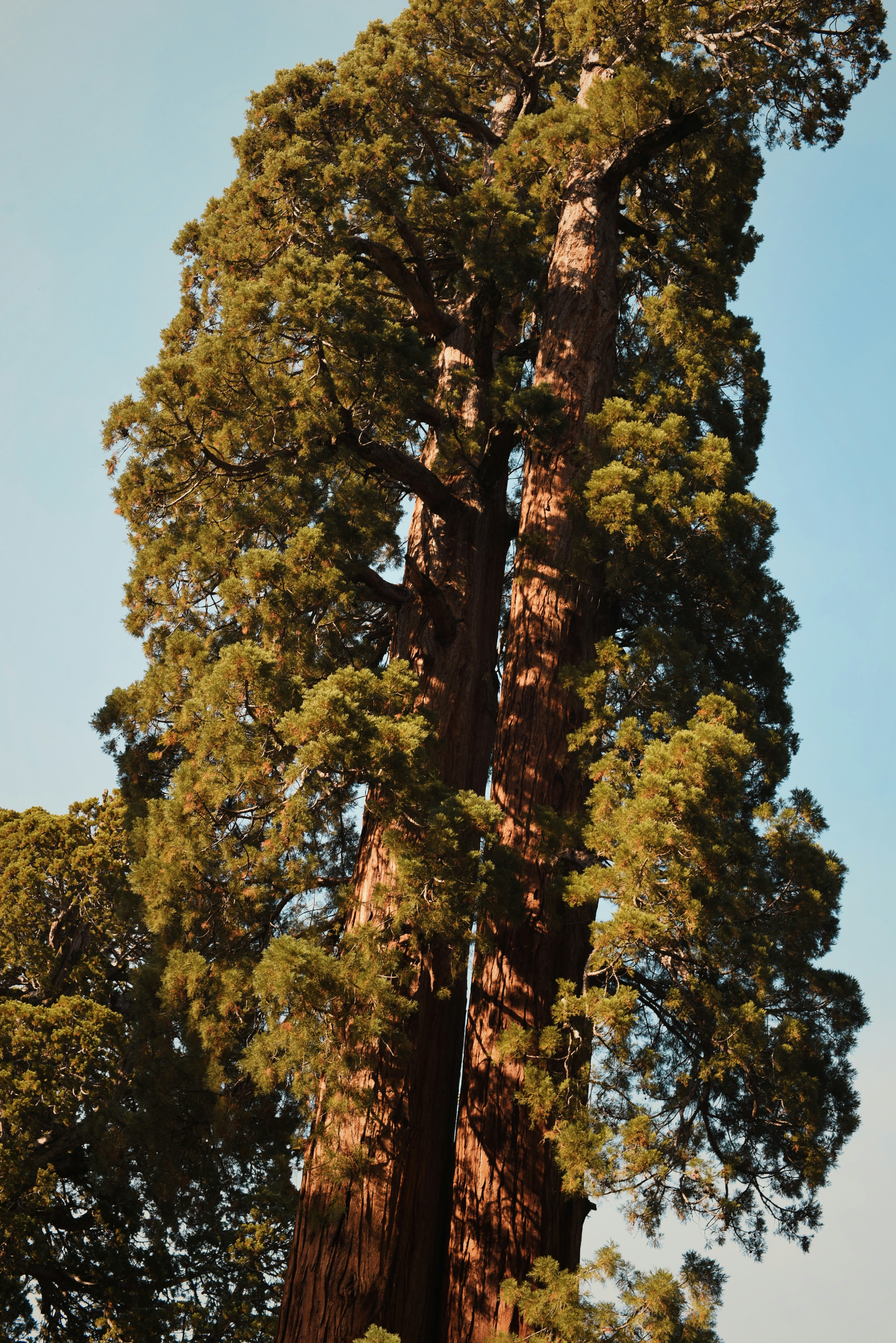 Majestic Giants: The Towering Sequoias
