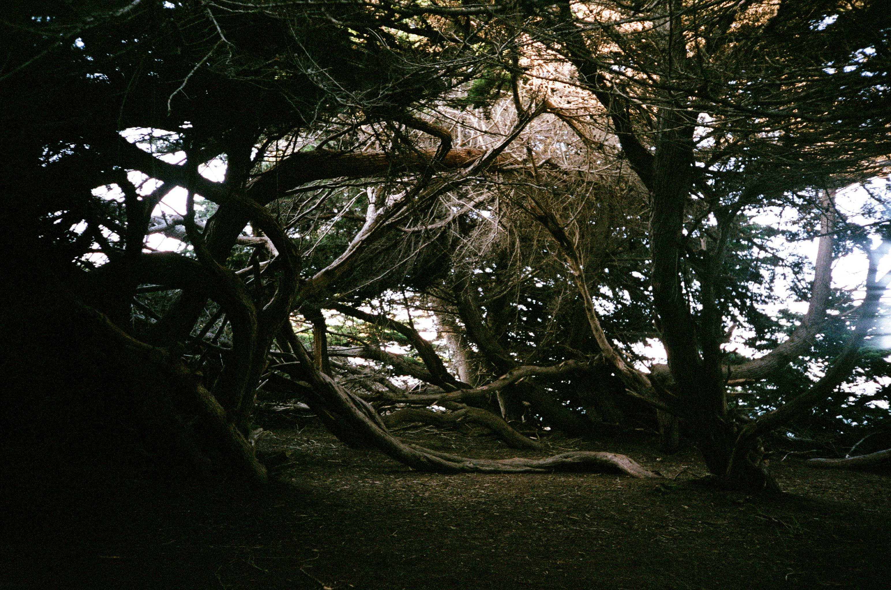 Twisted trees create a dense canopy in a forest. photo – Free Forest ...