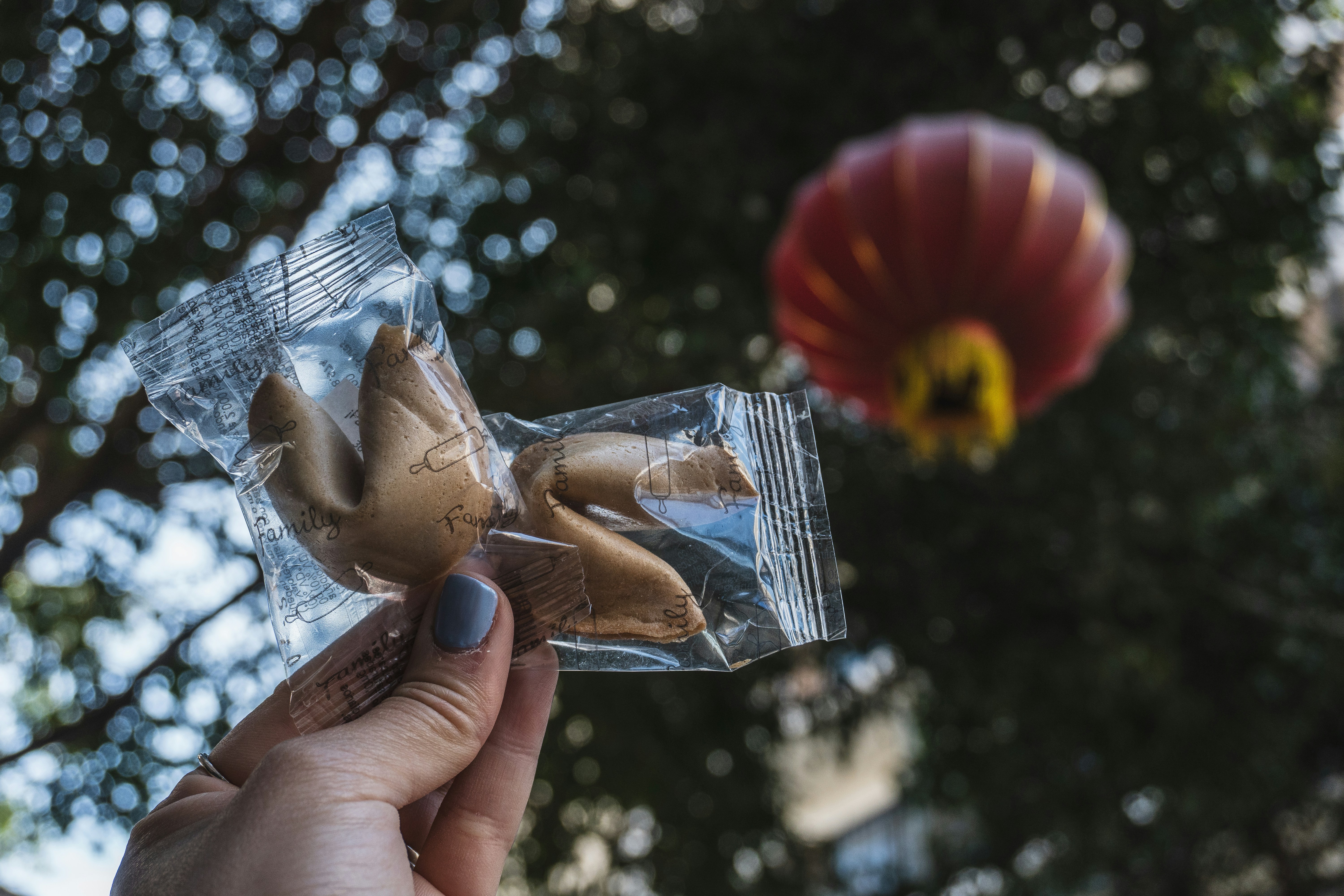 Hand holding a fortune cookie with red lantern behind.
