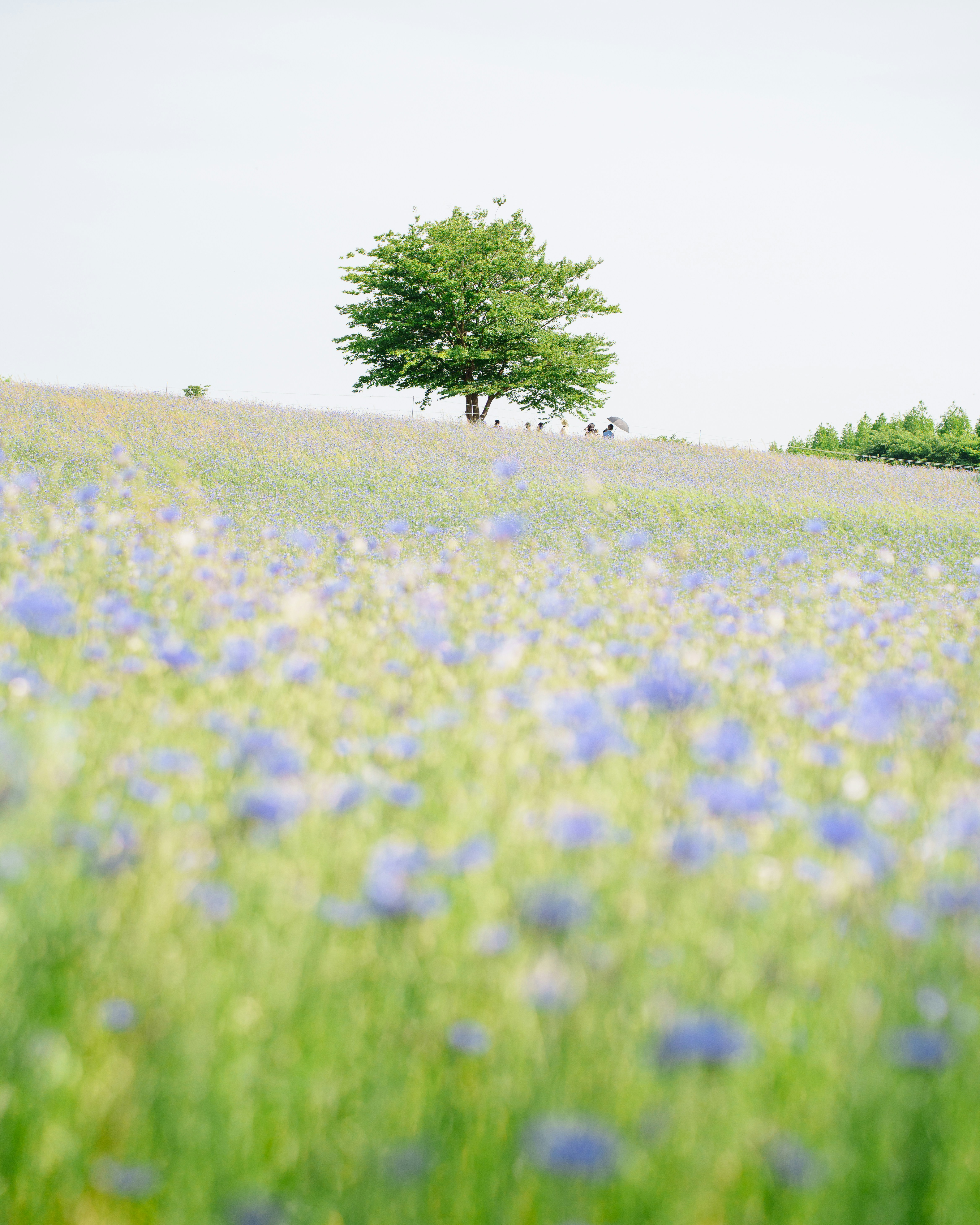 Solitary Sentinel in a Sea of Blooms