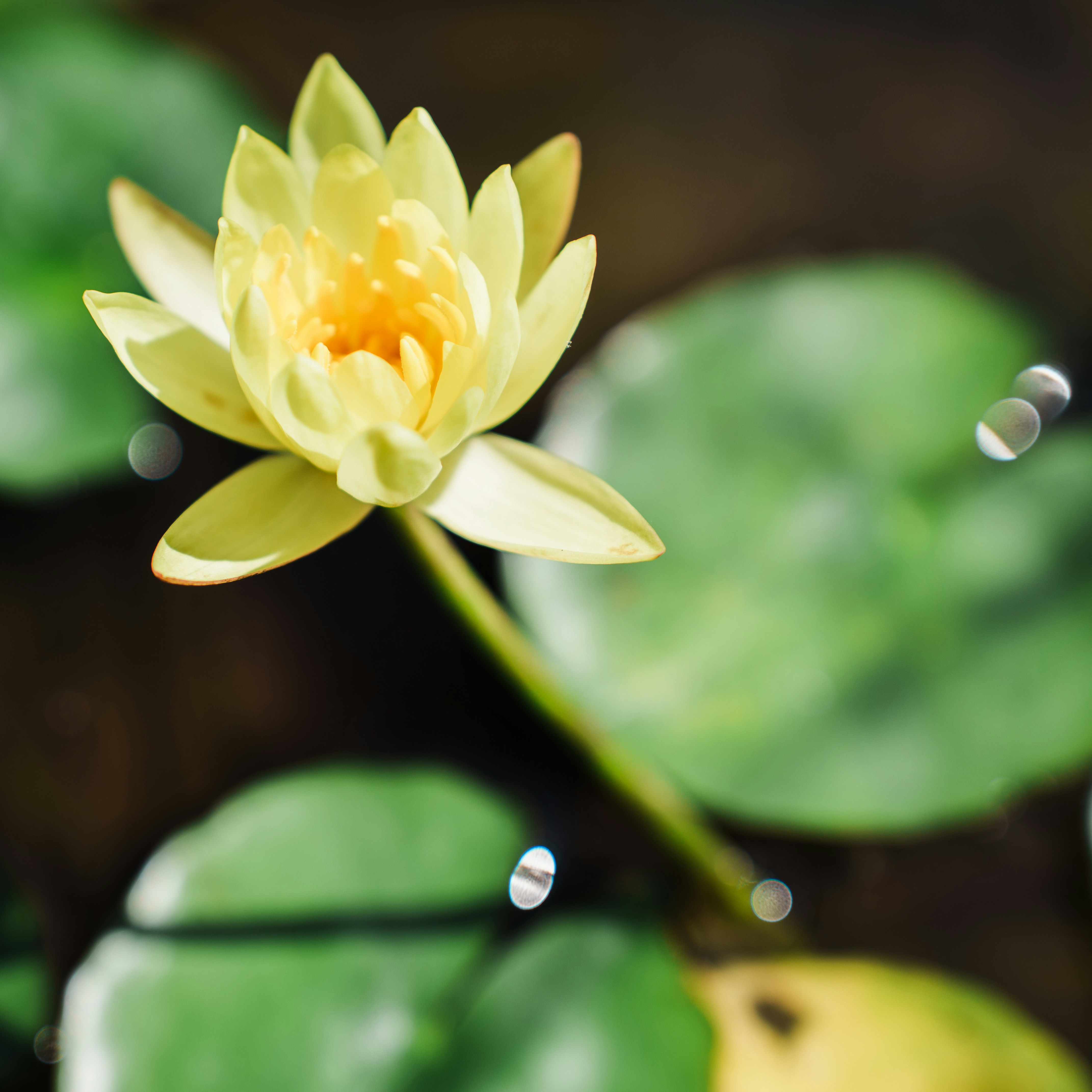 Sunlit Yellow Water Lily: A Quiet Bloom on Velvet Pond