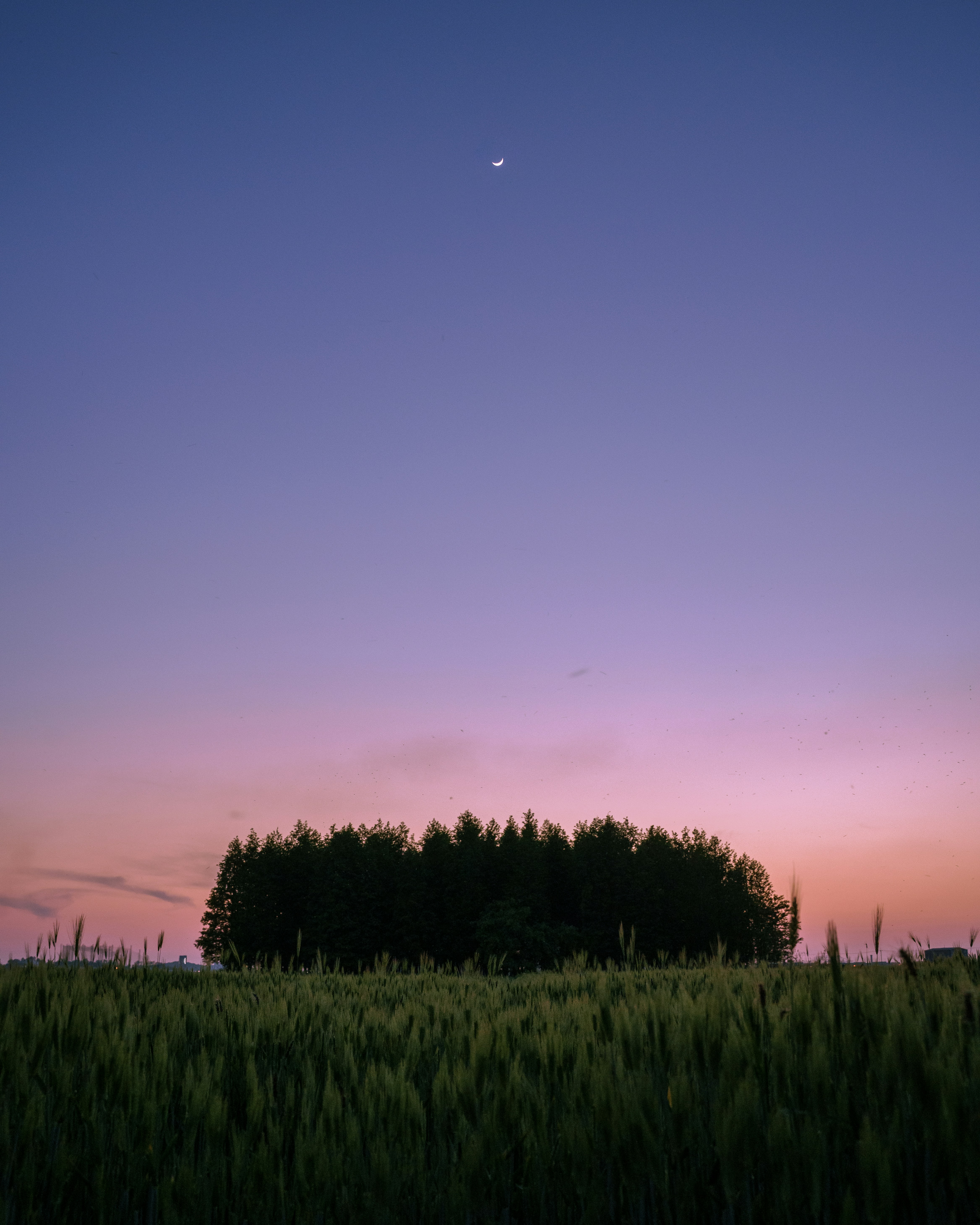 Moonlit Crescent Over Velvet Horizon: Dusk Quietude Across a Grass Field