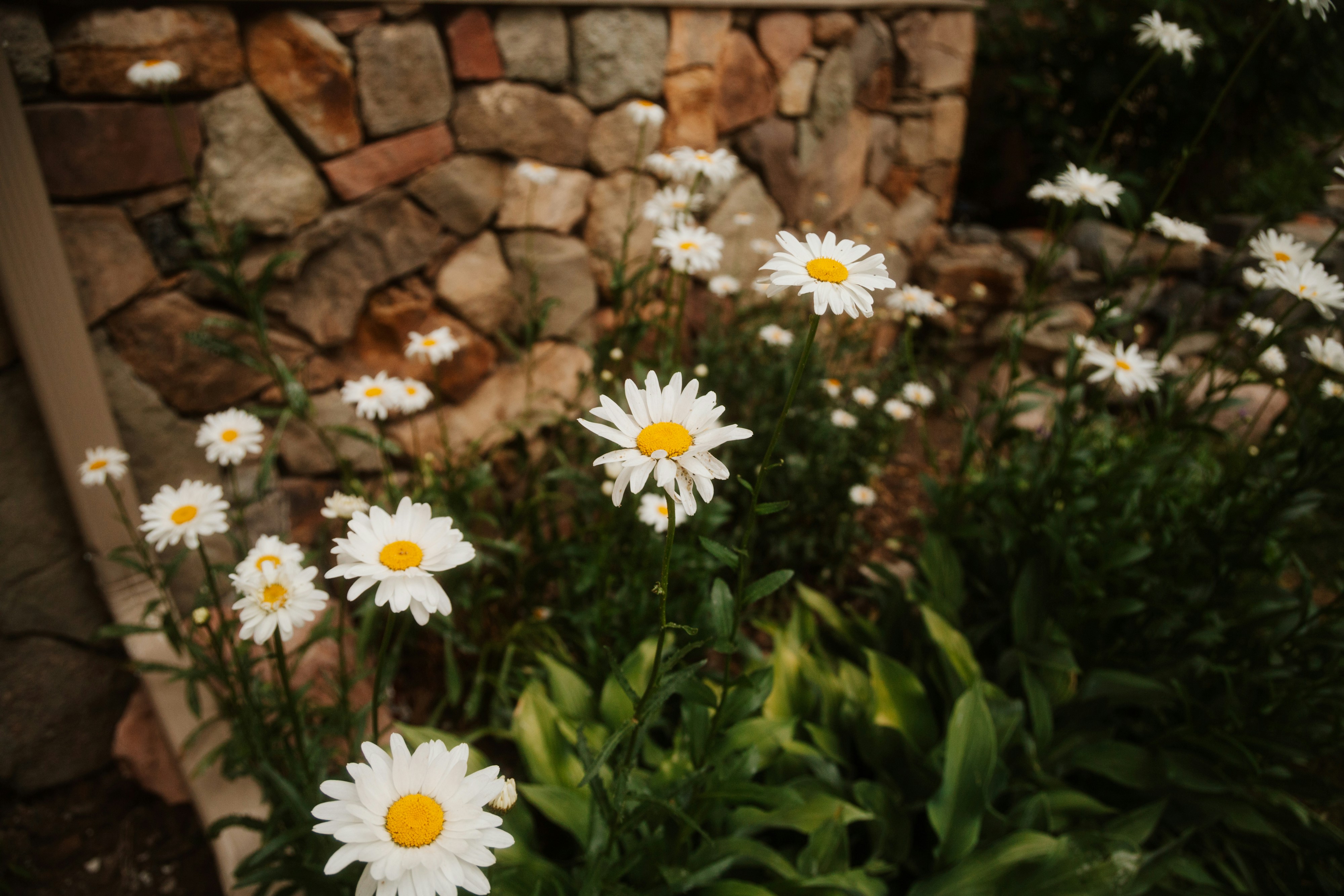 White daisies bloom near a stone wall.