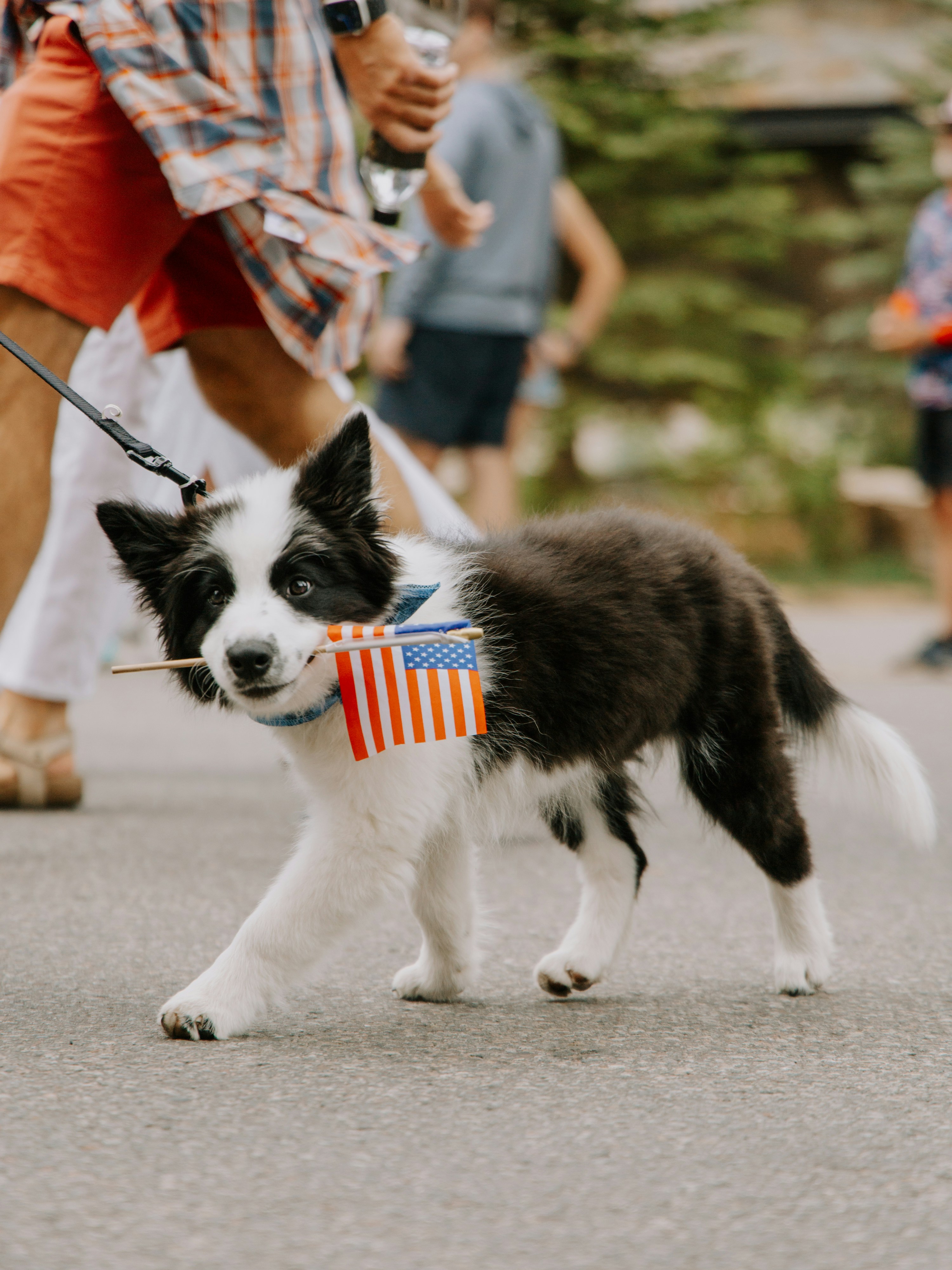 Flag-Bearing Pup: A Parade-Ready Border Collie on the Move