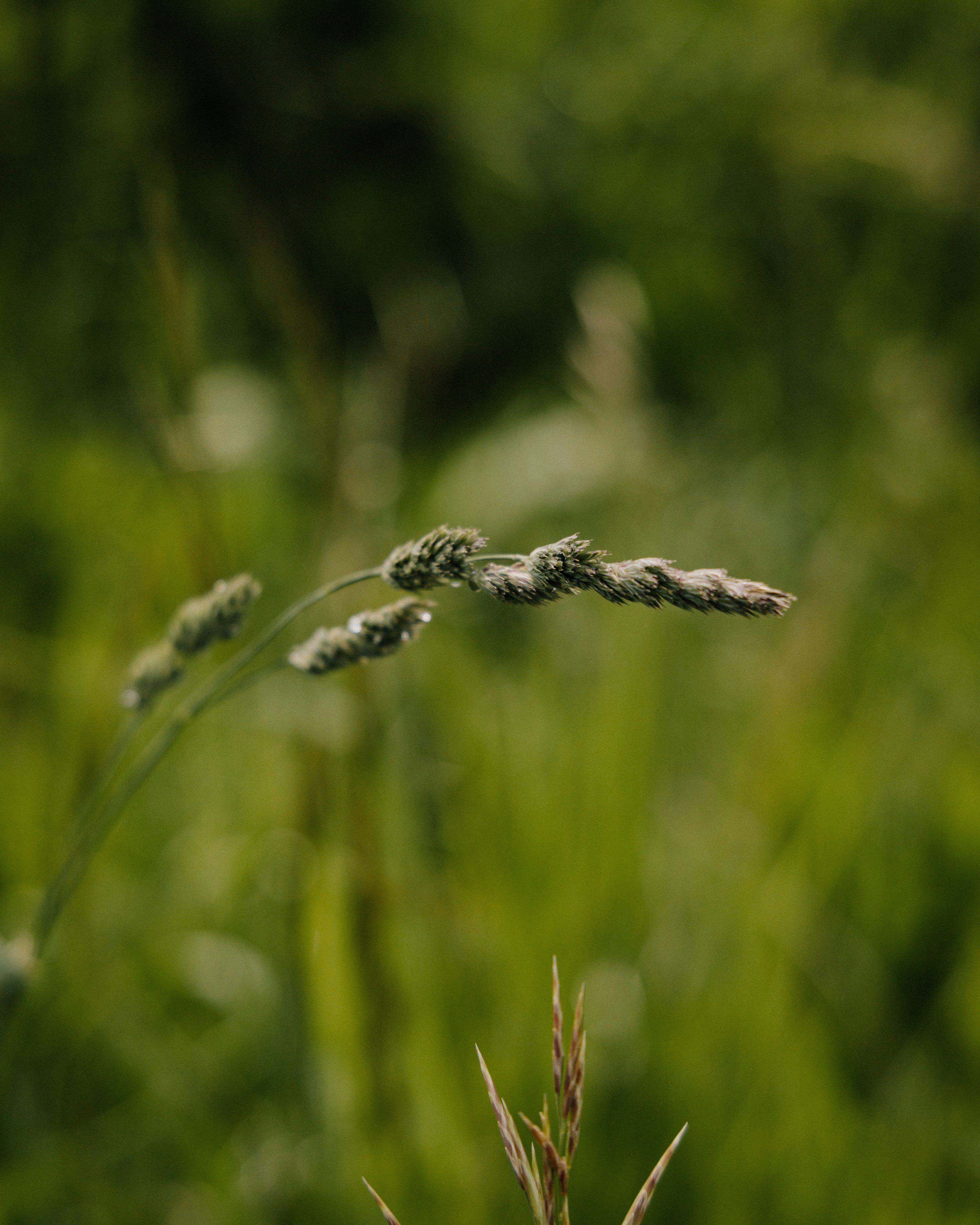Whispers of the Meadow