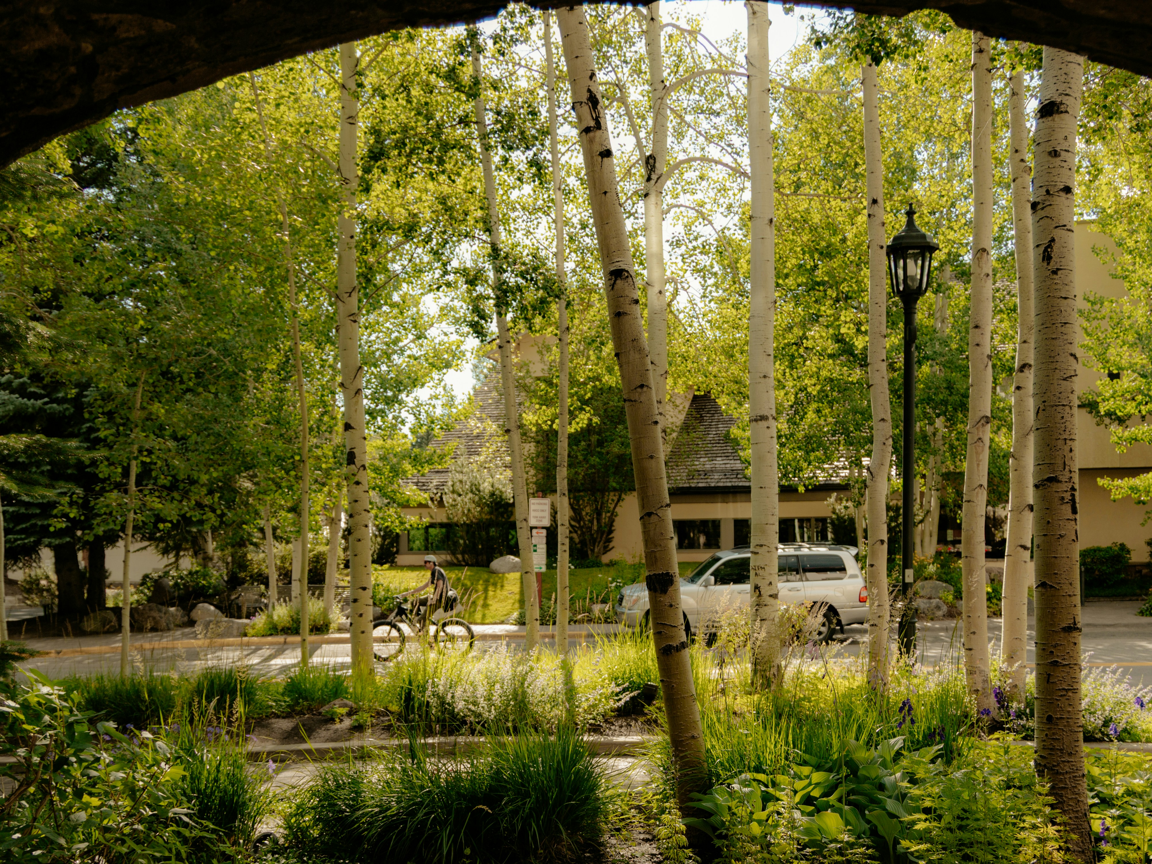 Sunlight filters through tall aspen trees, framing a peaceful street scene with a bicycle and parked cars. The lush greenery adds a vibrant touch to the urban landscape.
