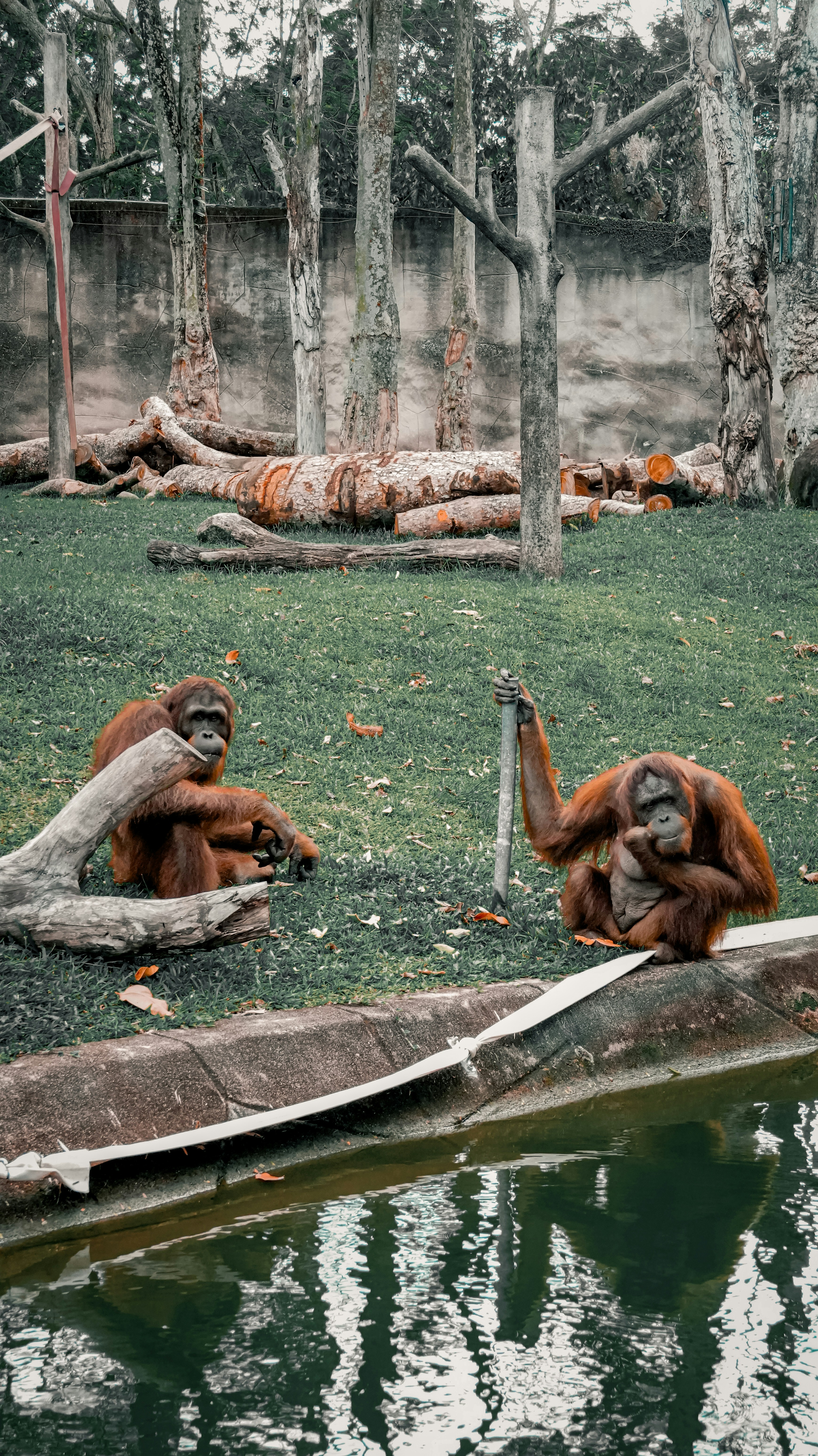 Orangutans in Reflection: A Moment of Contemplation