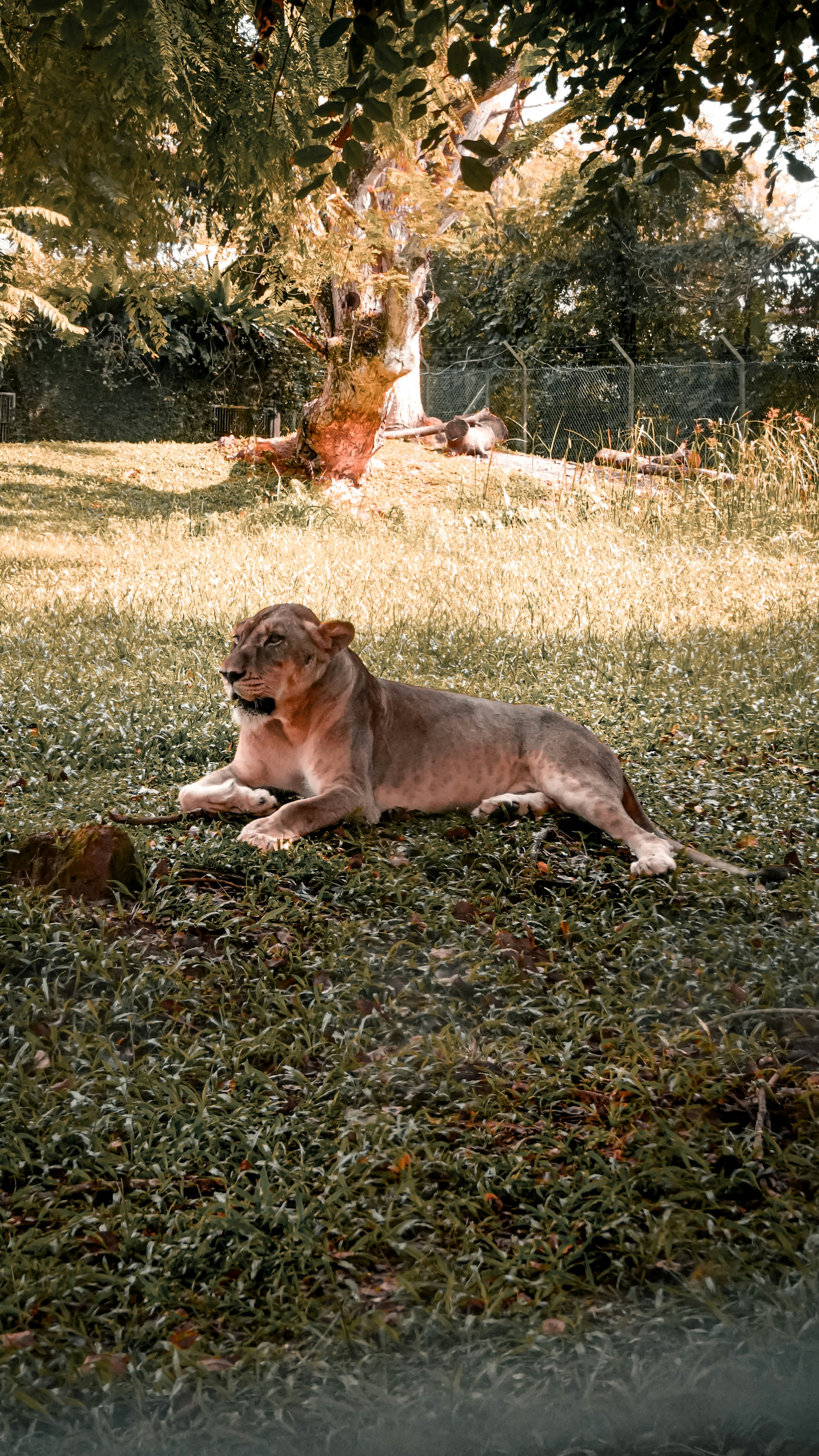 Serene Majesty: The Resting Lioness