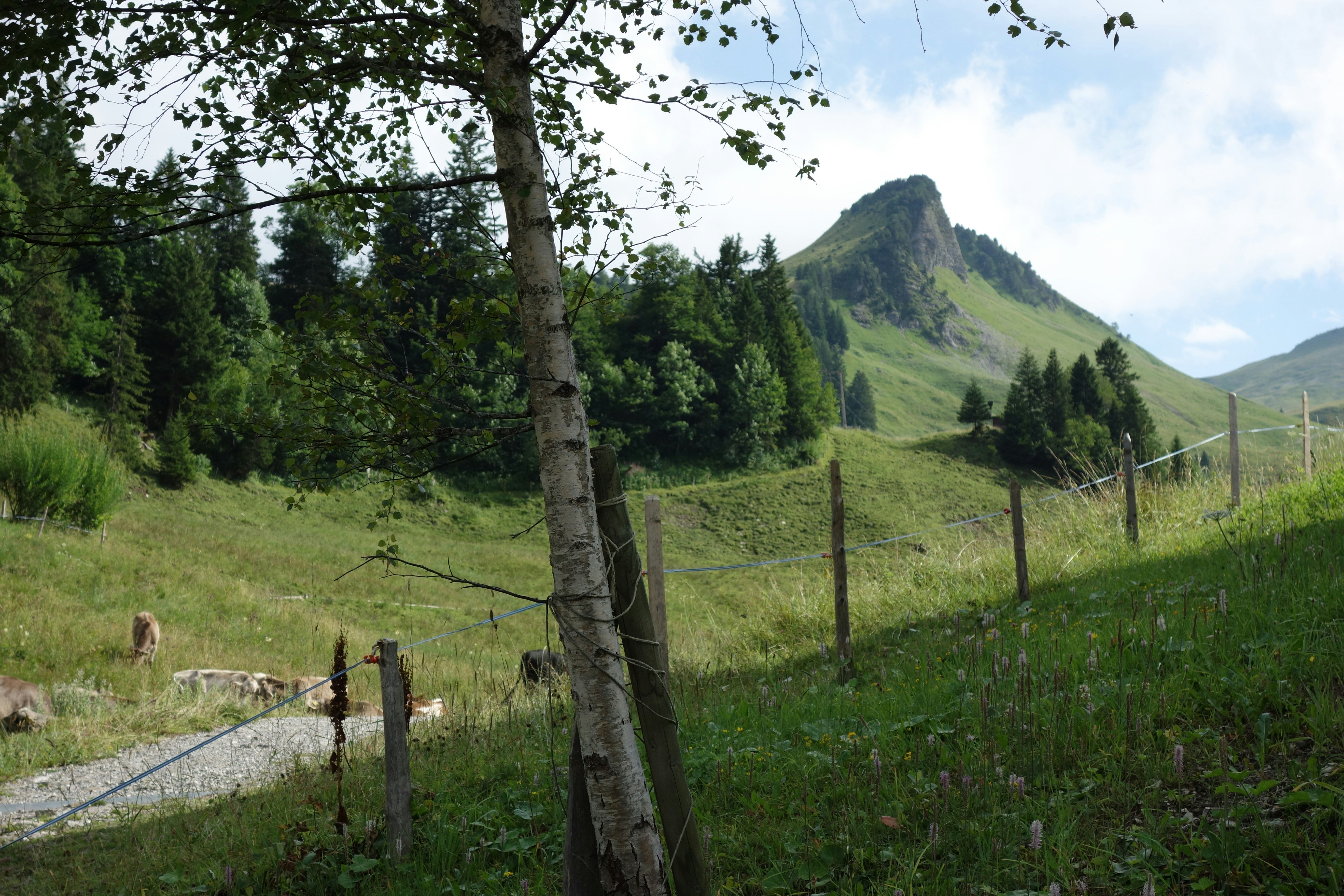 Whispers of the Alpine Meadow