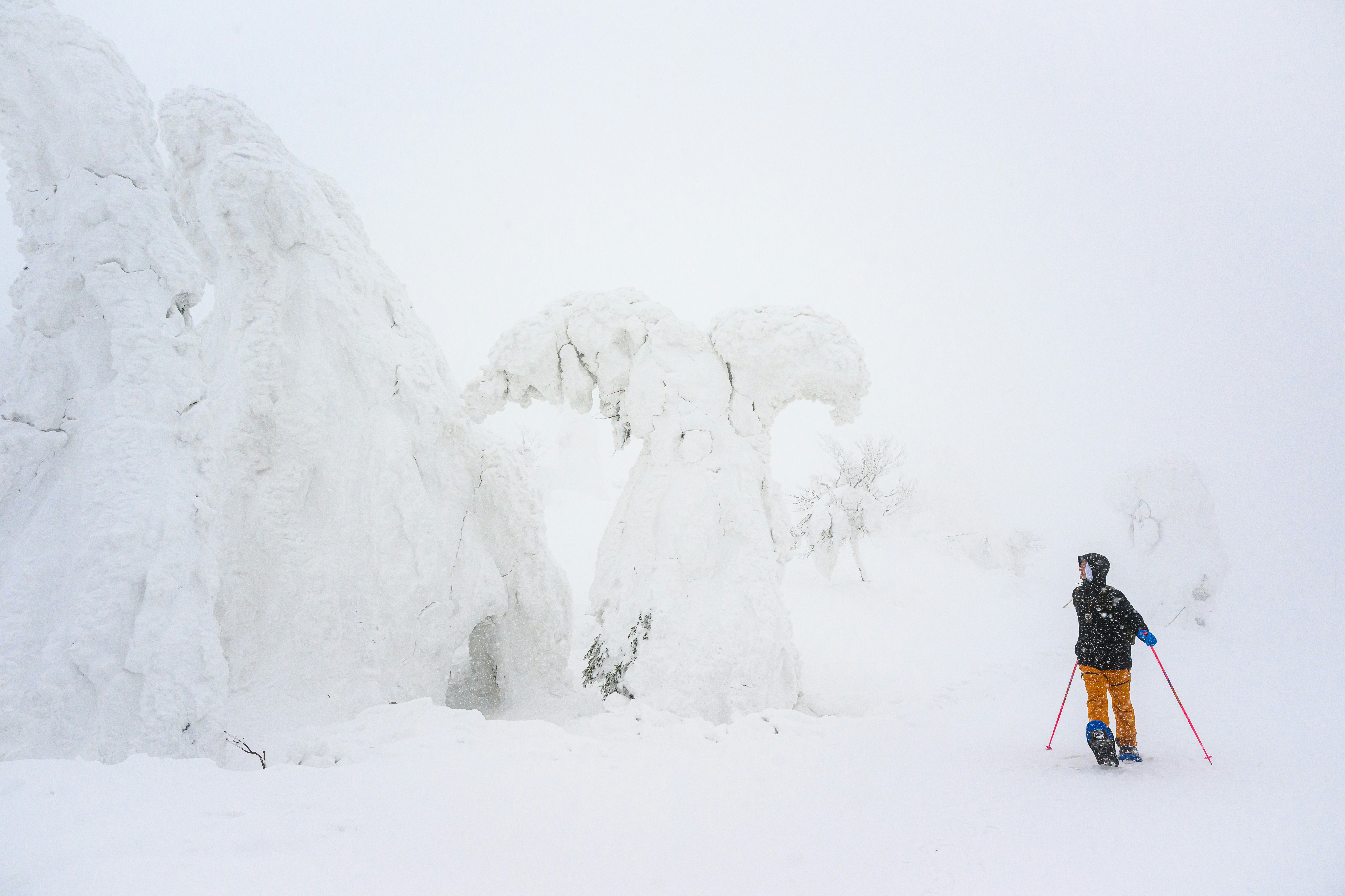 "Snow monsters" - "juhyo" in Japanese - trees completely covered in snow, grown by strong wind which freezes the leaves and branches, allowing them to collect layers of ice and snow. Thus, the trees turn into "monstrous" shapes! Almost got frostbite to capture this shot! 🥶 | Skier stands among snow-covered trees in foggy weather