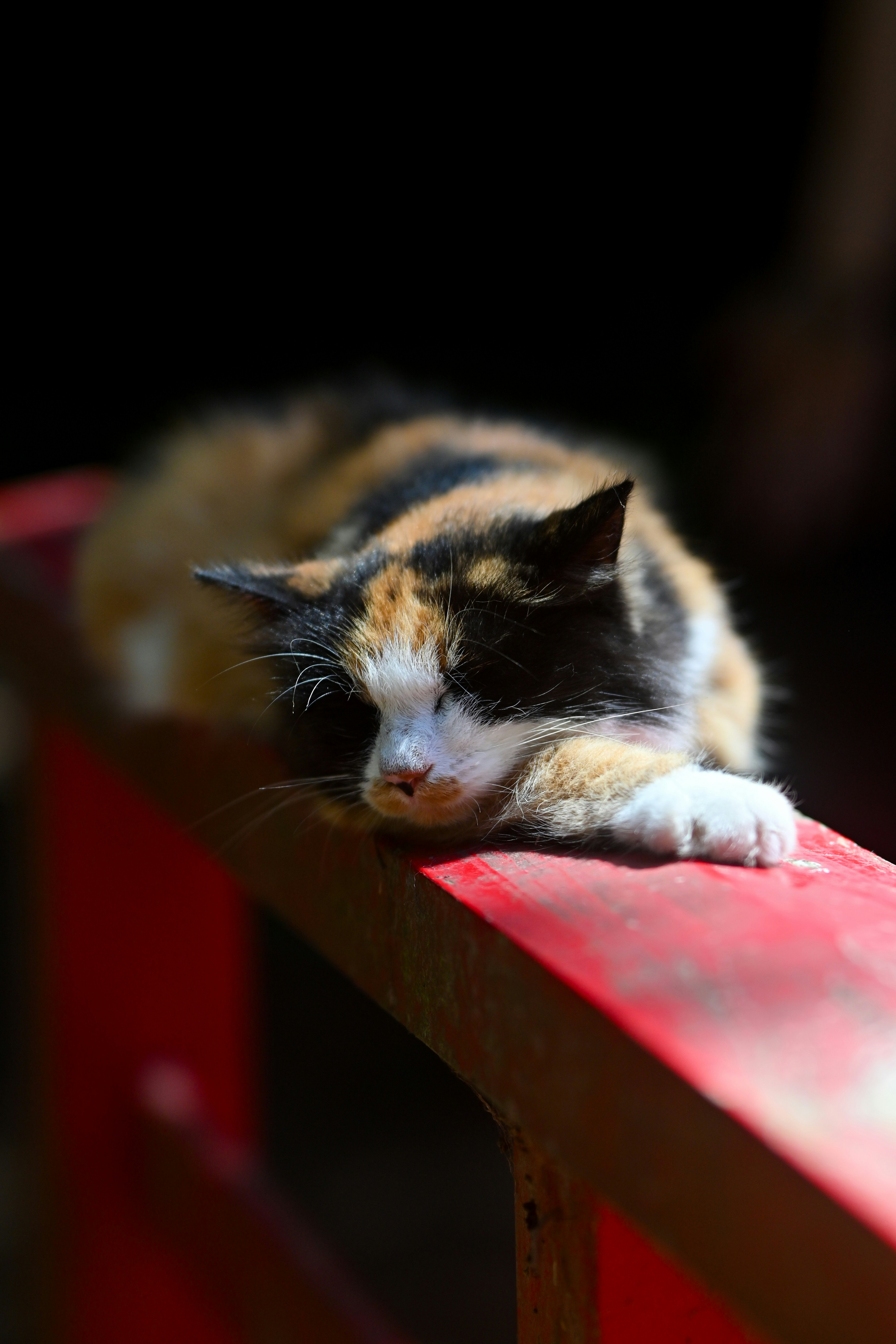 Serene Slumber: A Feline's Rest on a Vibrant Barrier