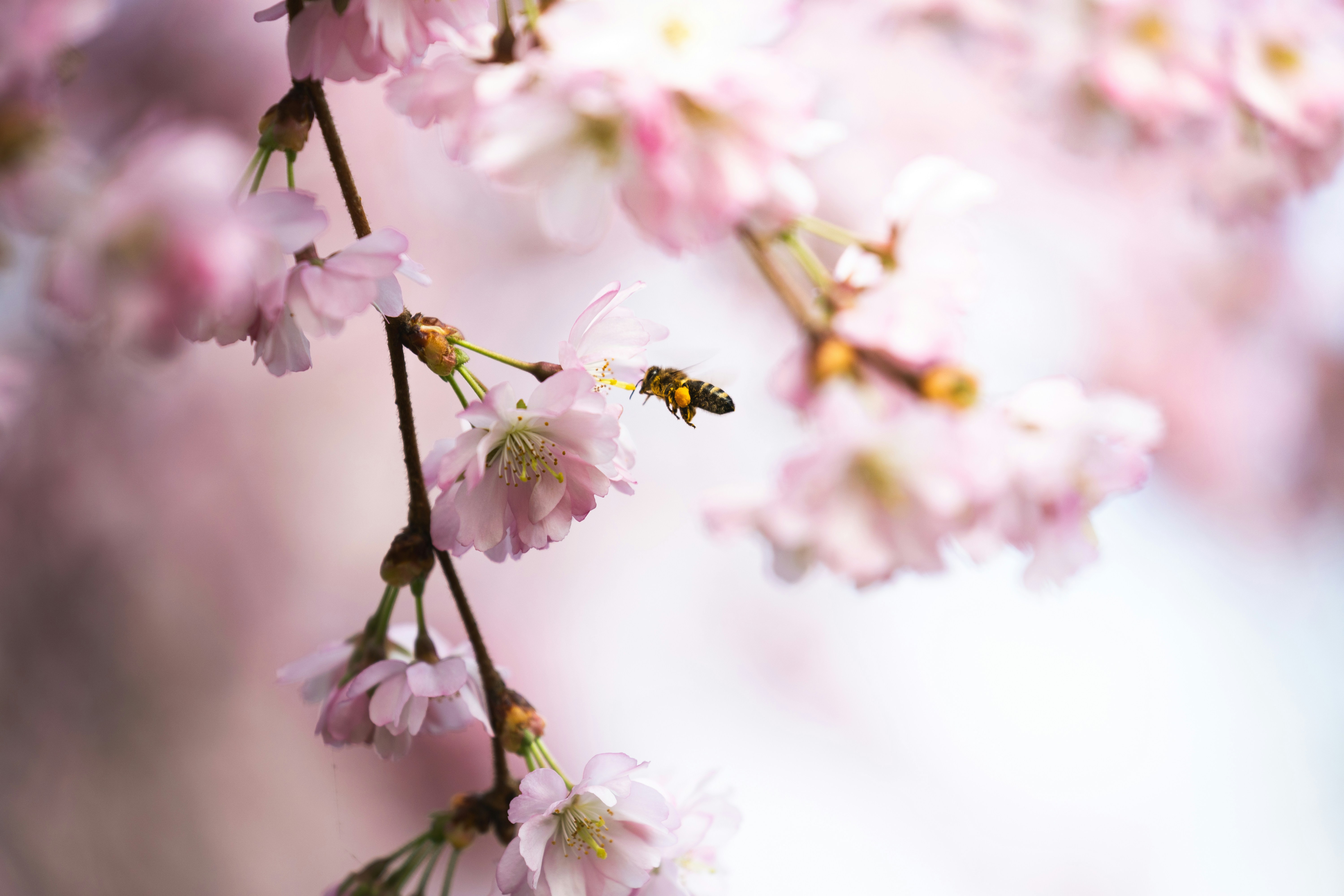 Nature's Dance: The Pollinator's Embrace