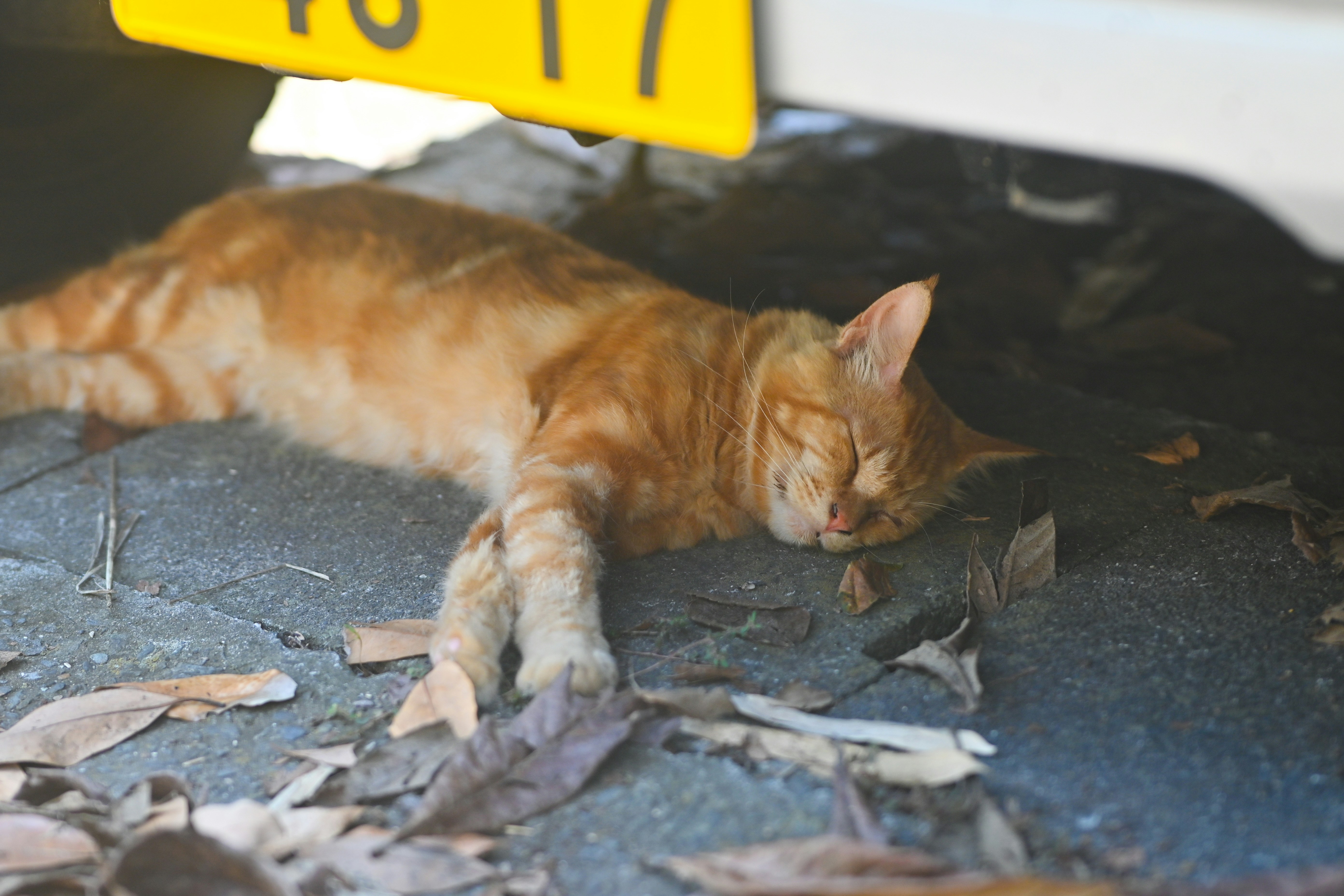 Serene Slumber Beneath the Car