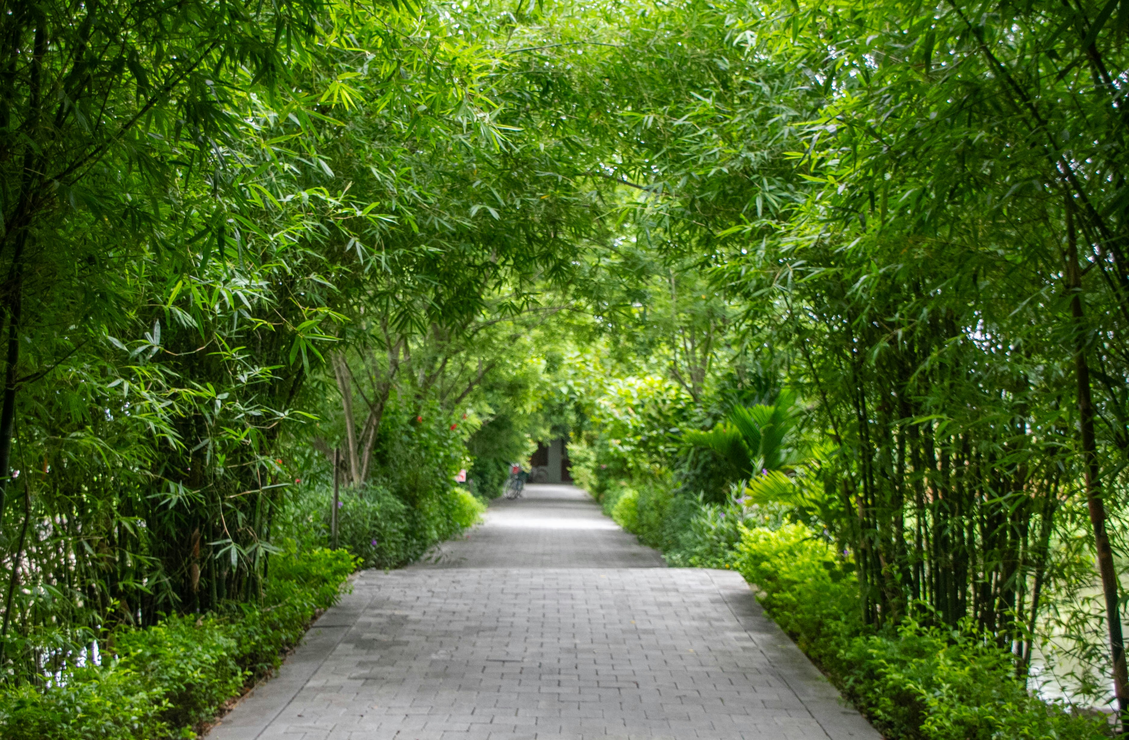 A path | A paved walkway through a lush green bamboo forest.