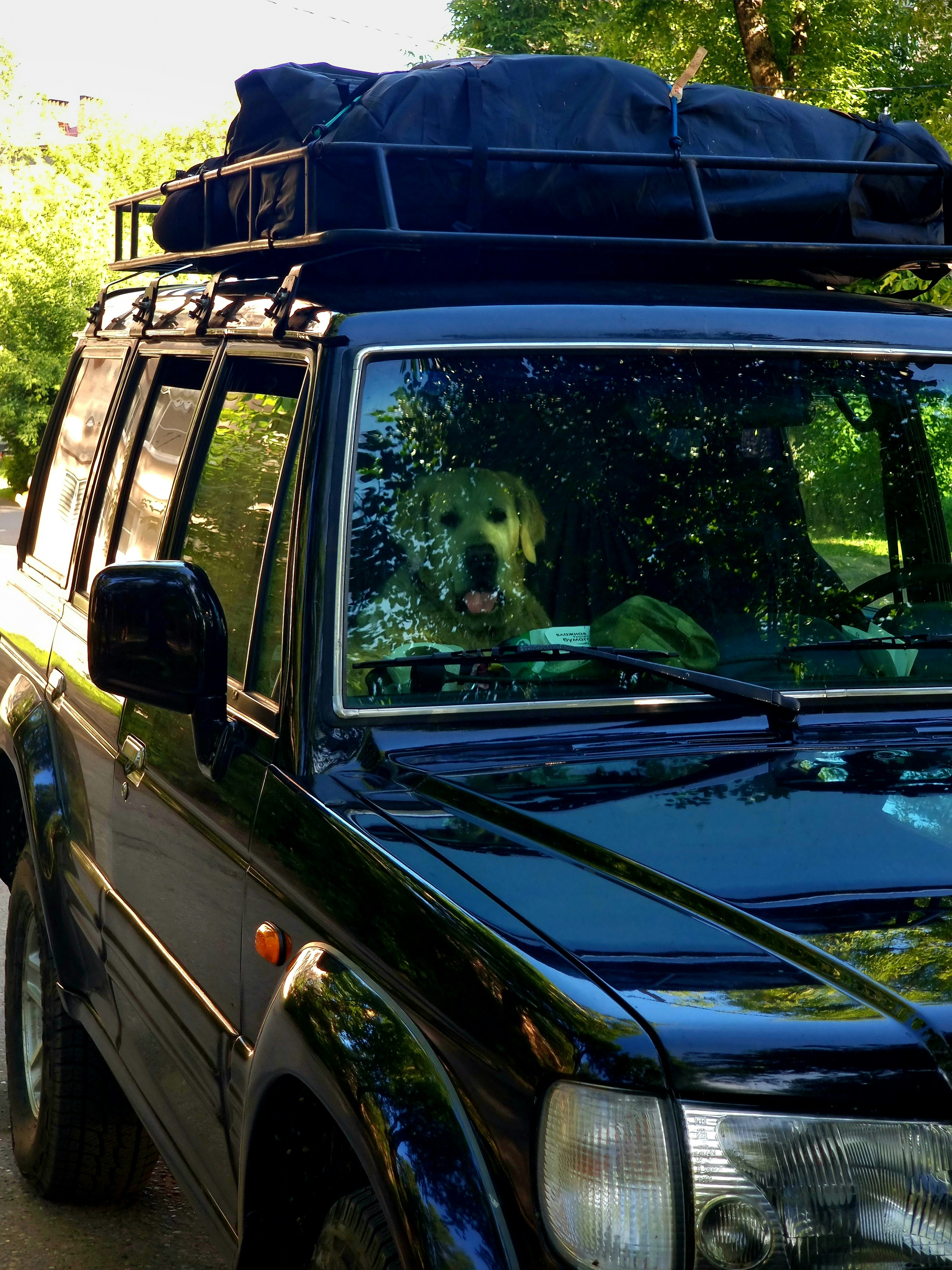 주차된 차창 밖을 내다보는 개 사진 – Unsplash의 무료 자동차 이미지