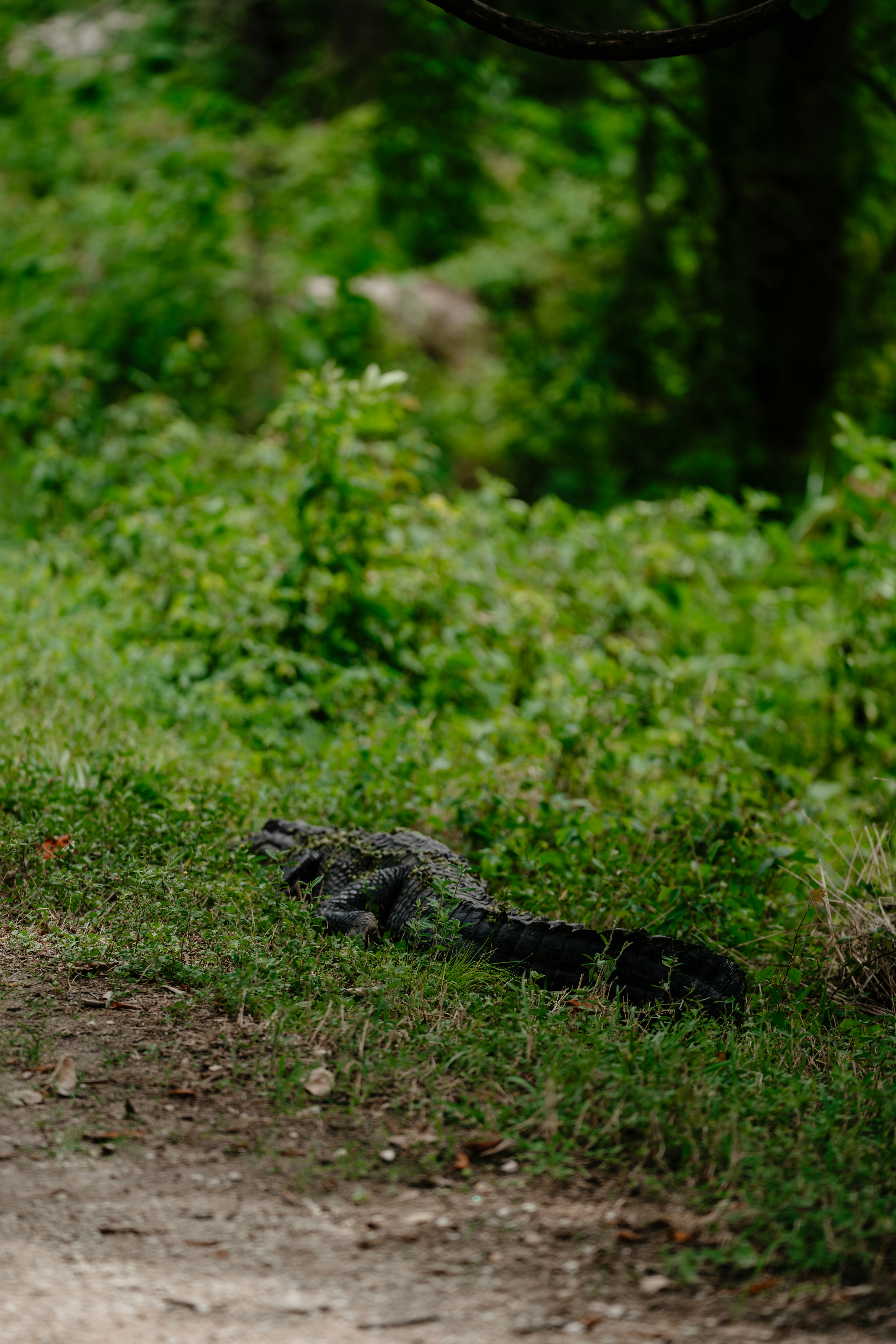 Alligator resting on grassy bank near dirt path