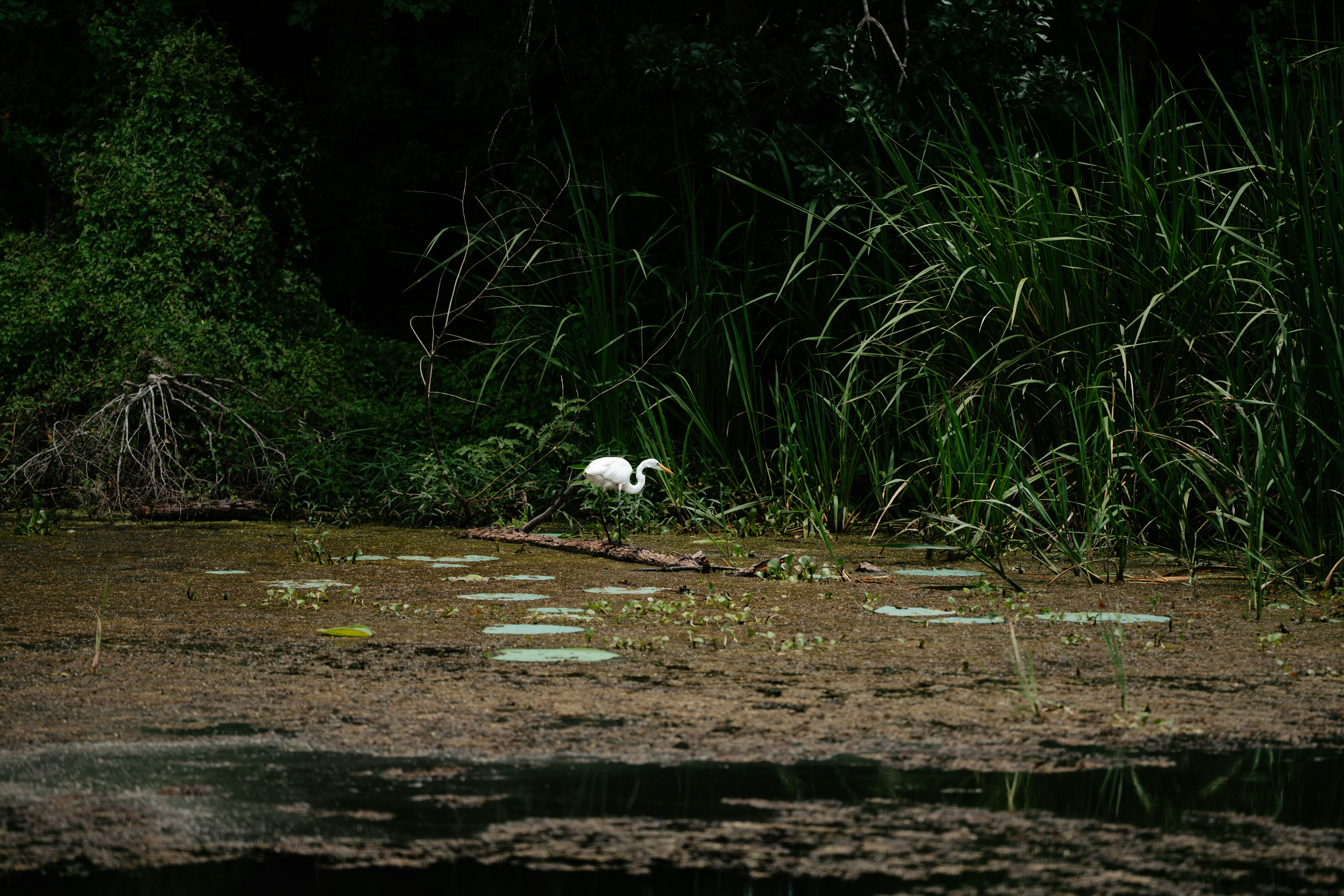 Elegance Amidst the Marsh