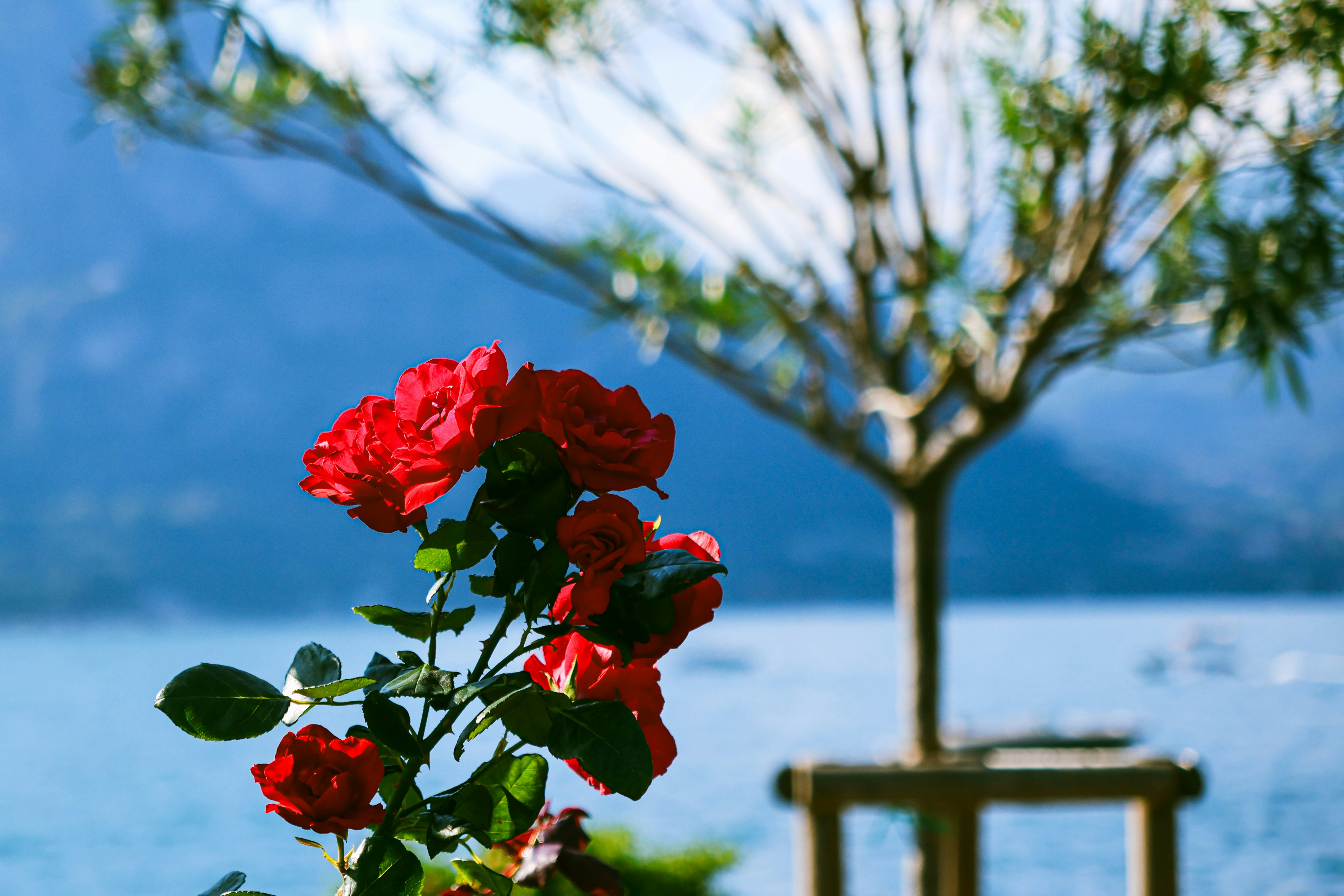 Crimson Rose in Front of a Serene Lakeside
