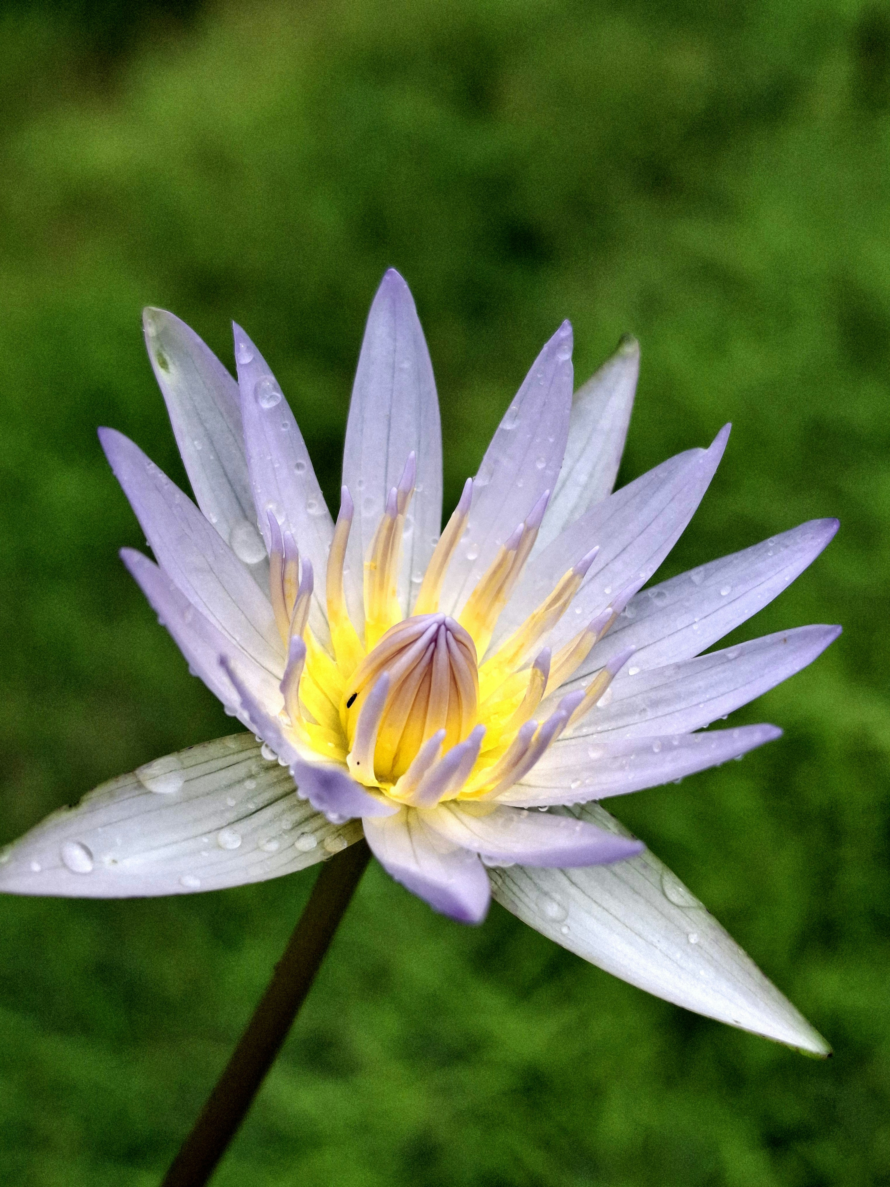 A delicate water lily with water droplets