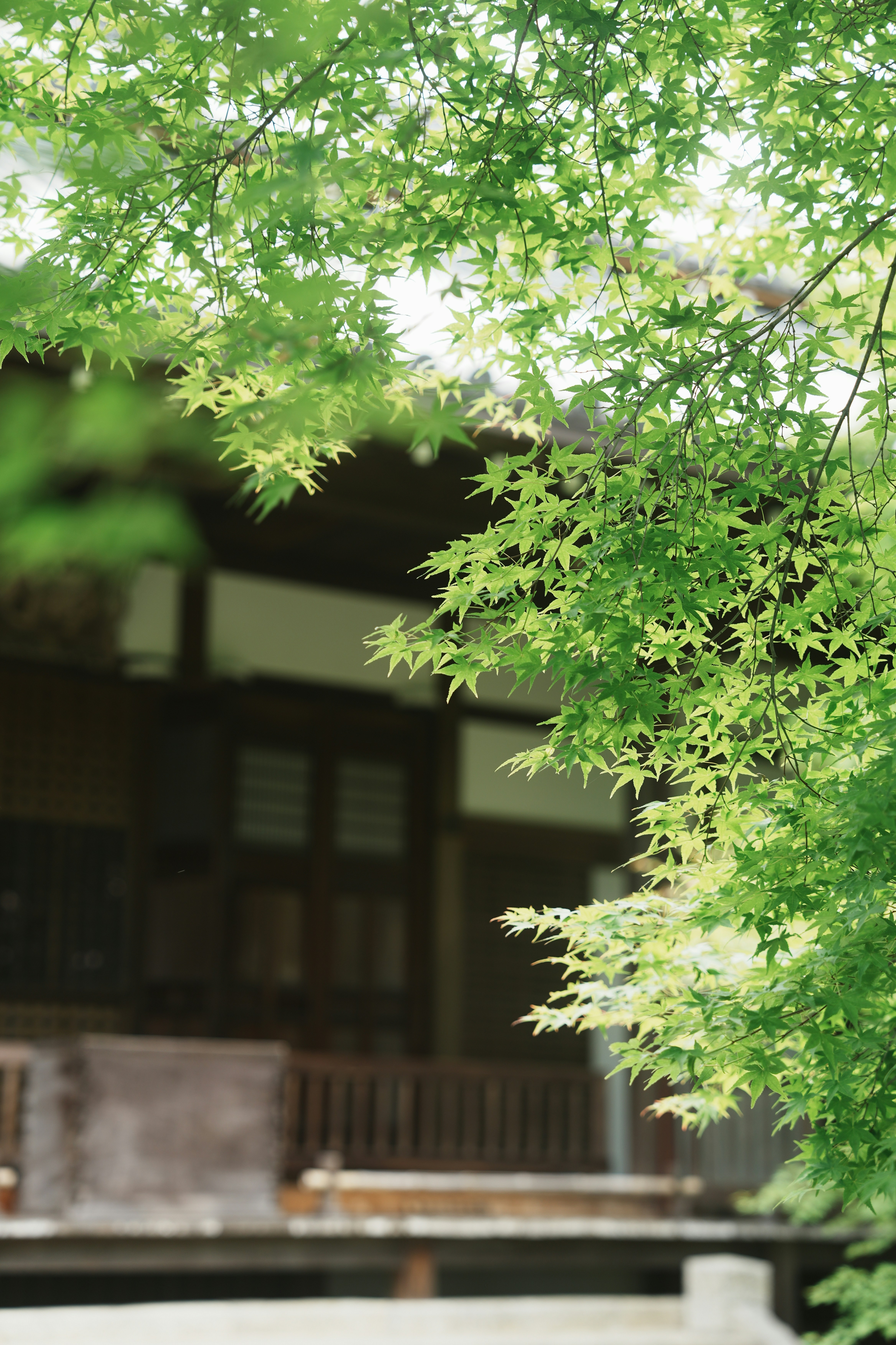 Green maple leaves frame a traditional japanese building.