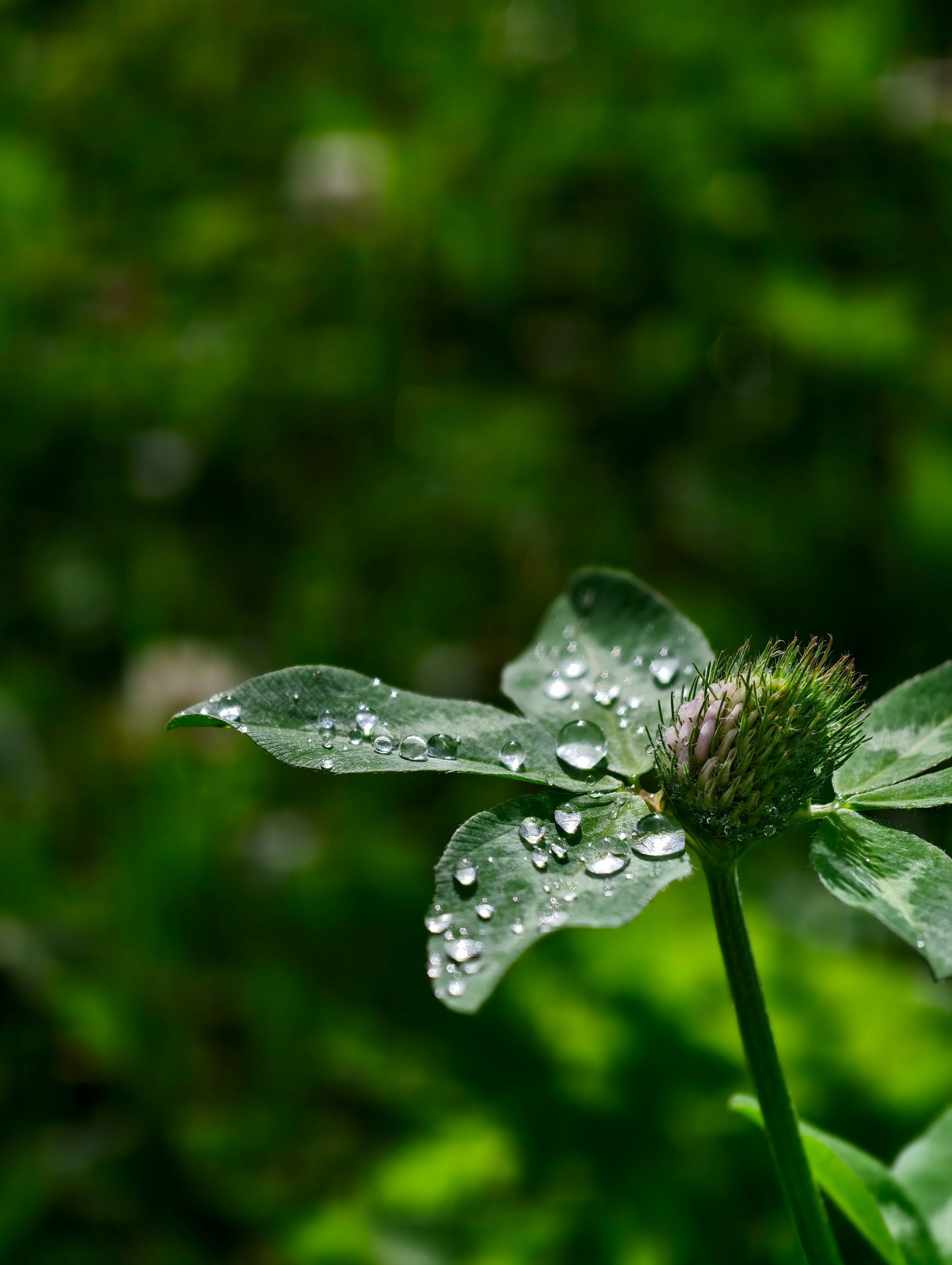 Close-up of a clover leaf adorned with glistening raindrops under a soft focus background of lush greenery.