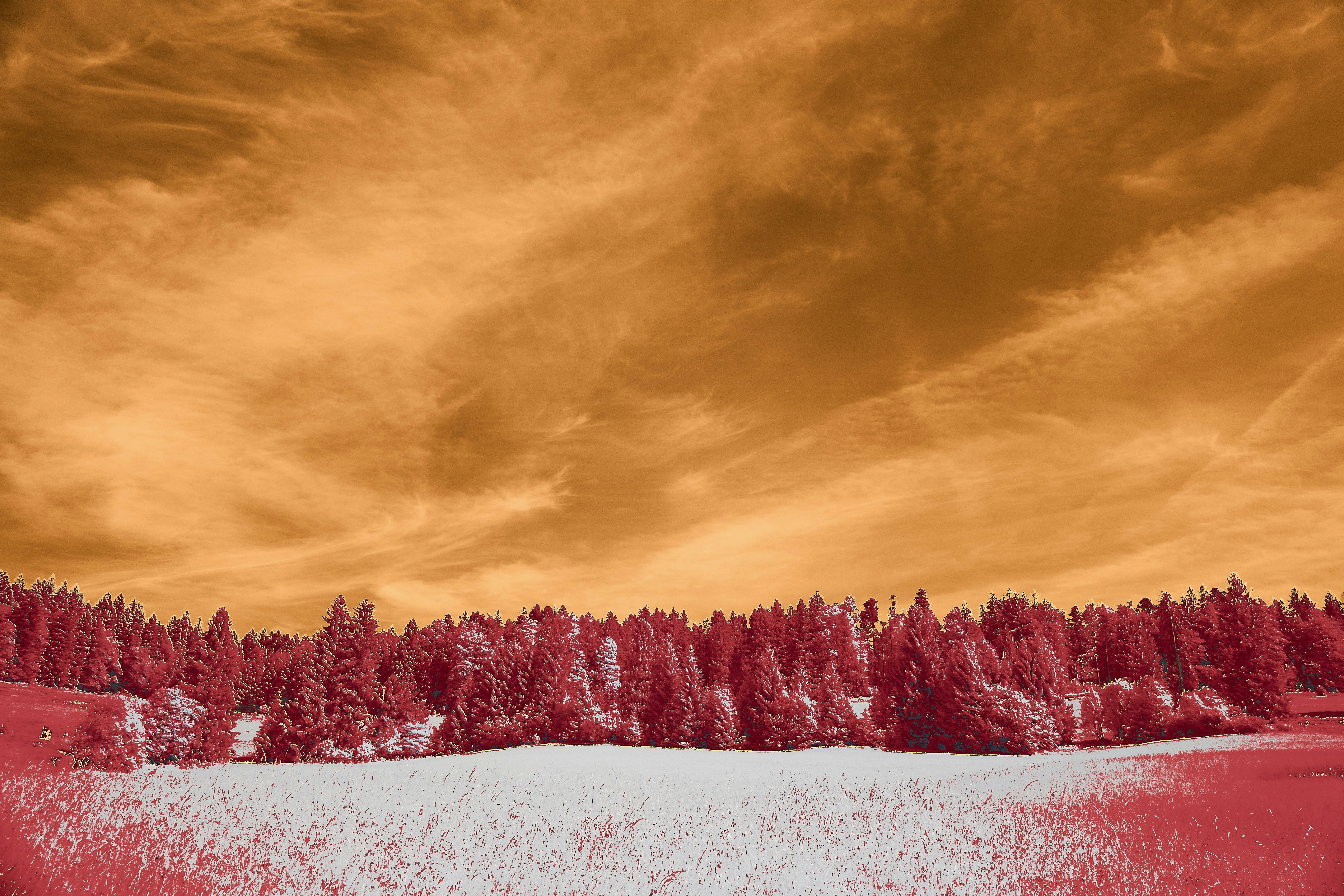 A vibrant landscape featuring a striking contrast between red-tinted trees and a golden sky, creating an otherworldly atmosphere.