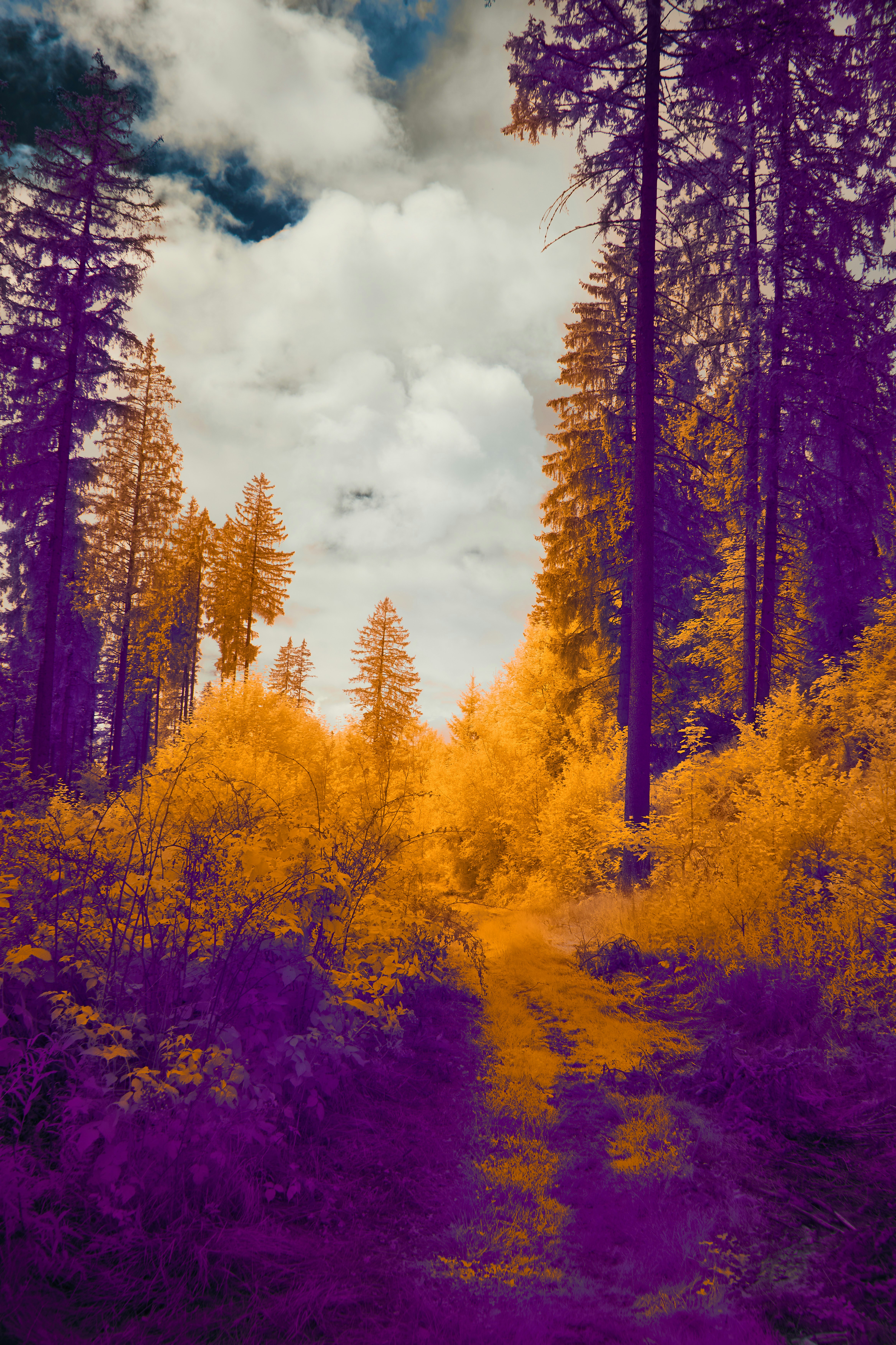 Whispers of Autumn's Palette