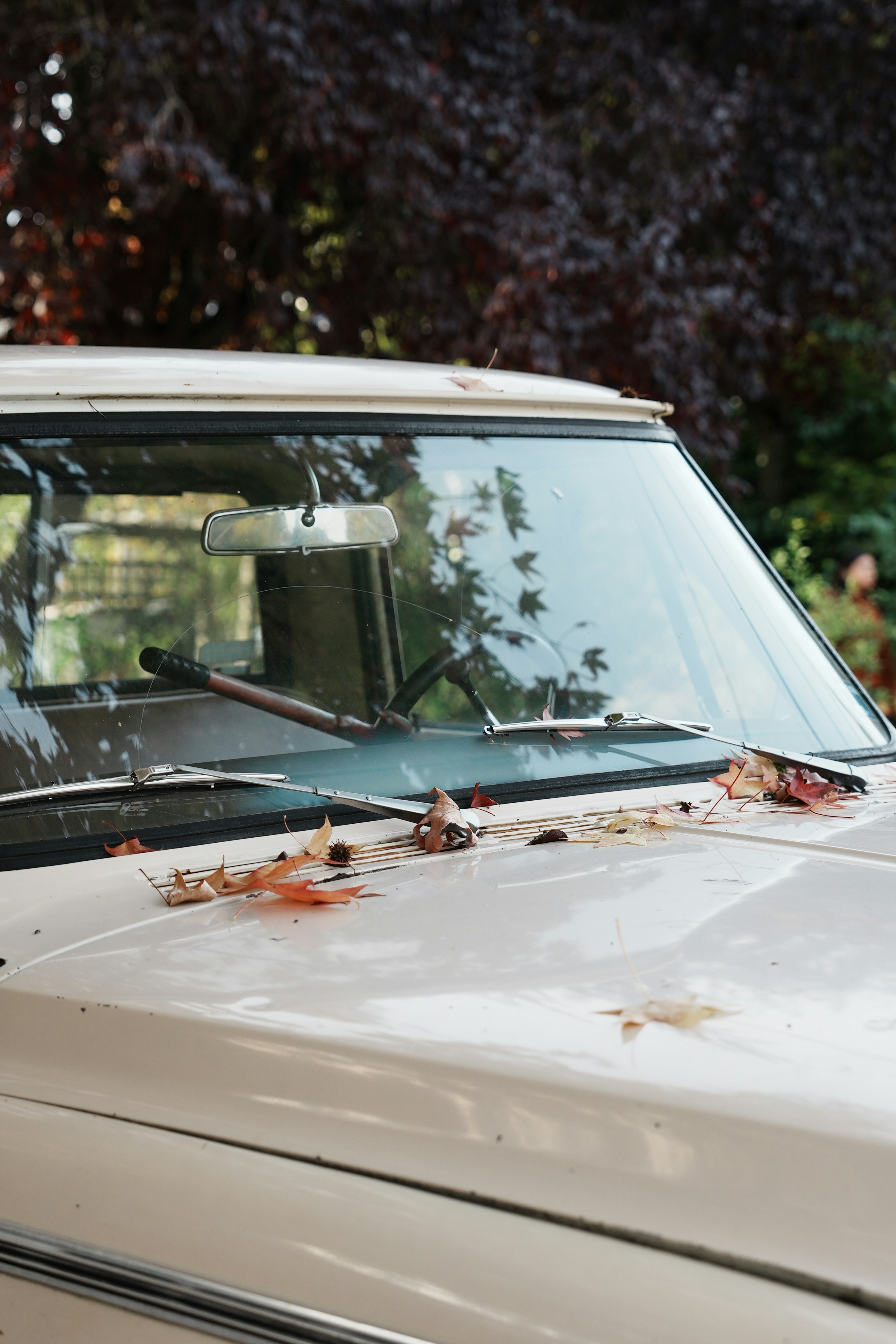 Autumn Leaves on a Classic Hood