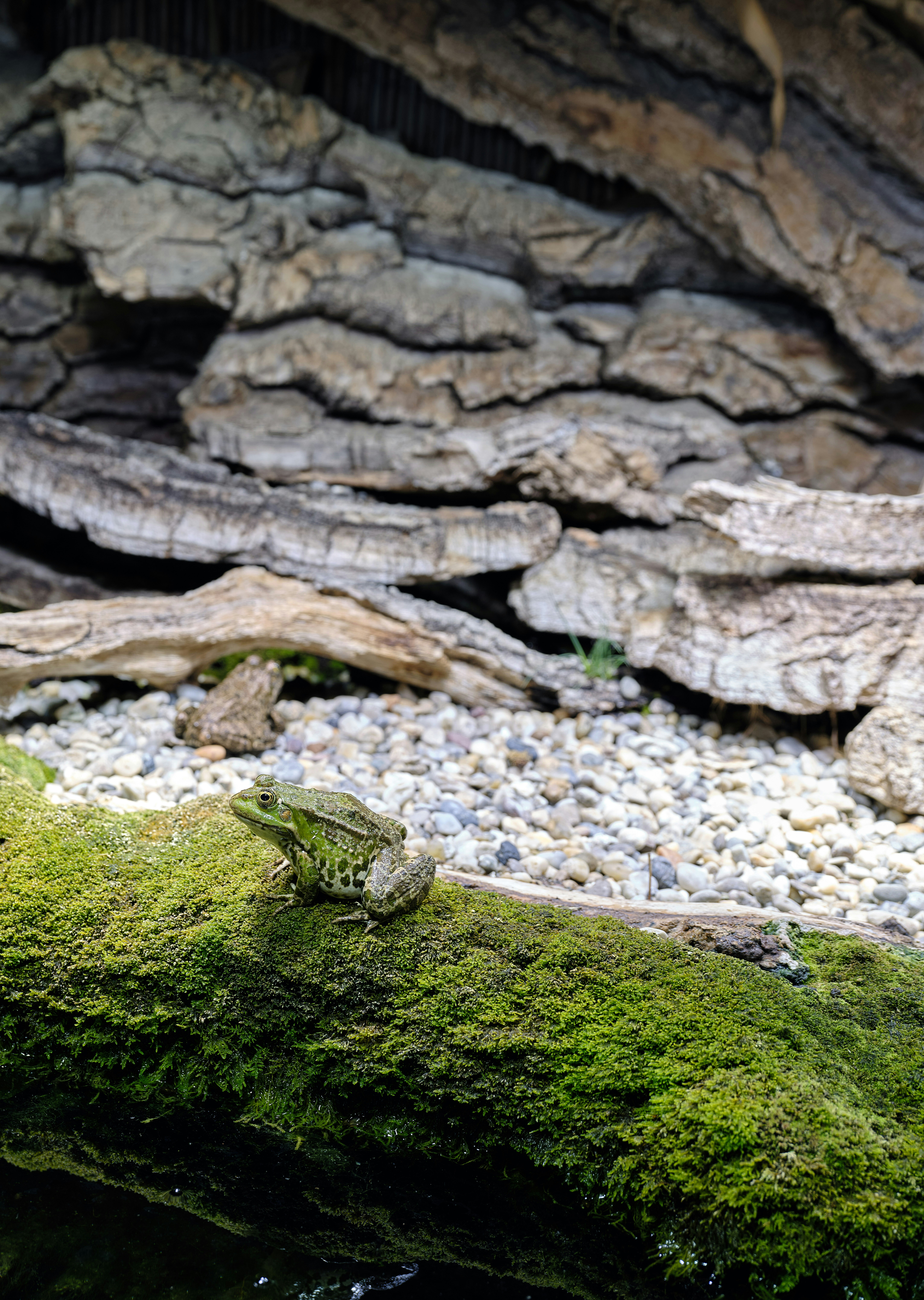 The Green Sentinel of the Mossy Shore