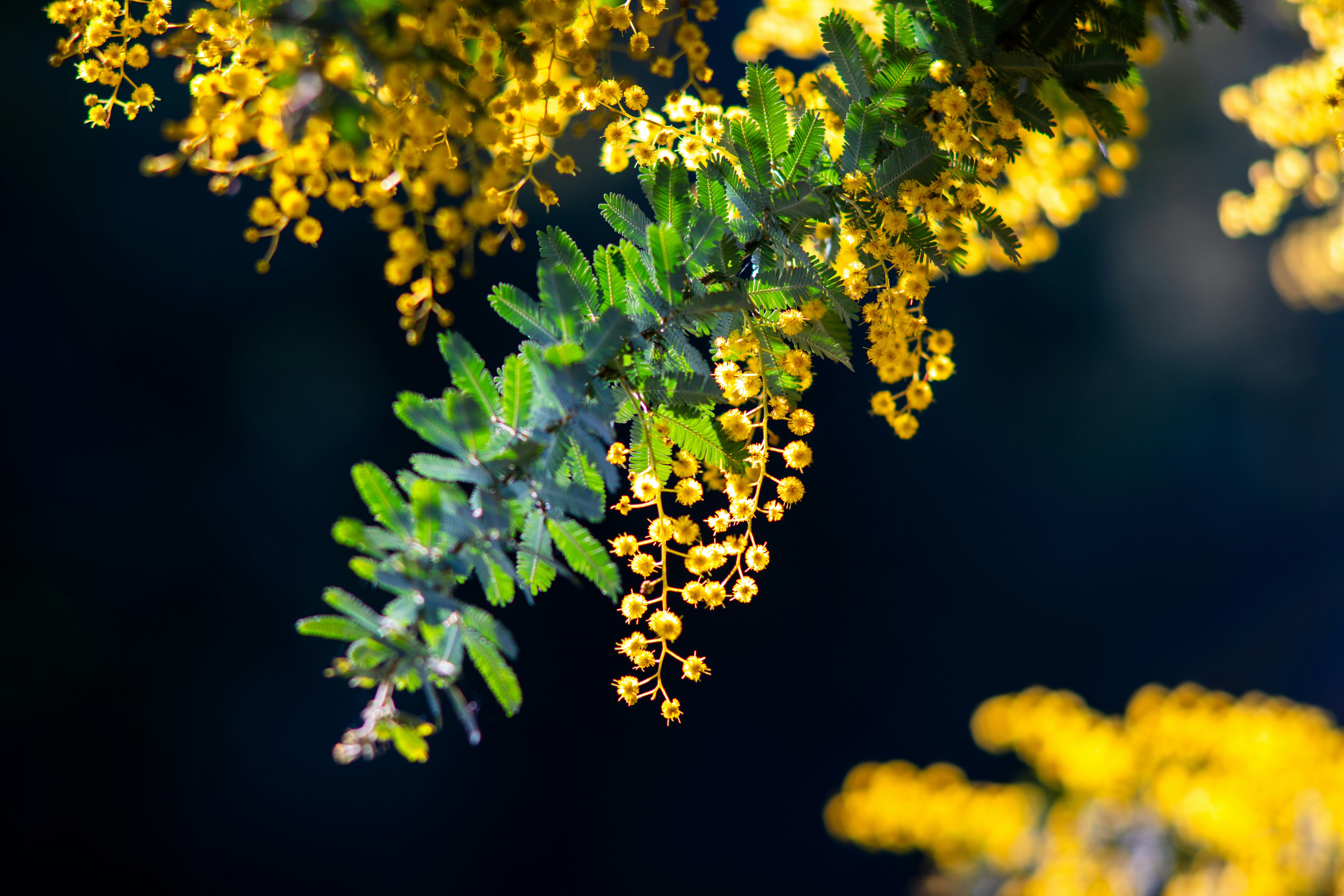Bright yellow Wattle flowers against a dark background | Yellow acacia flowers bloom on a dark background