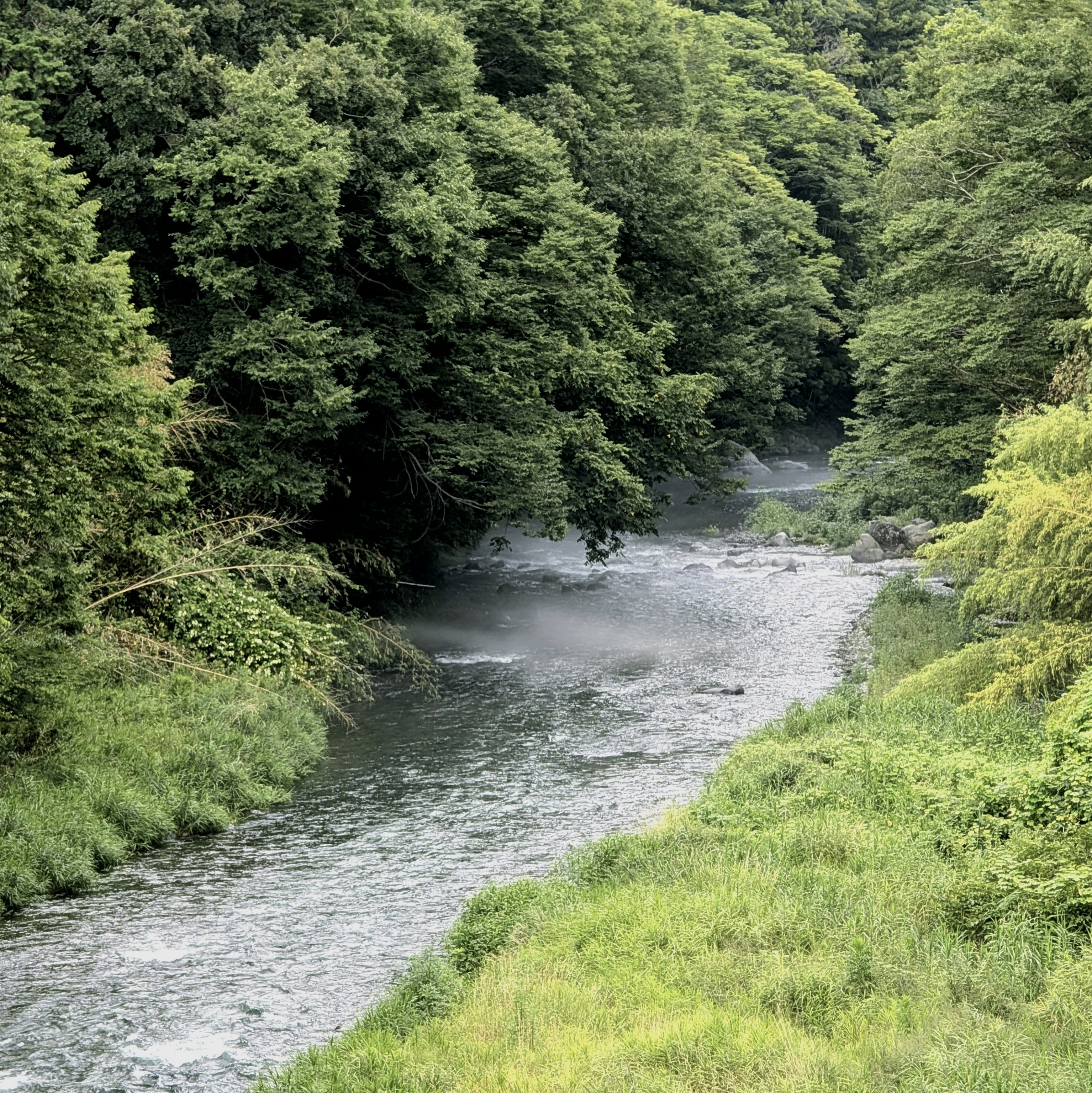 A river flows through a lush green forest.