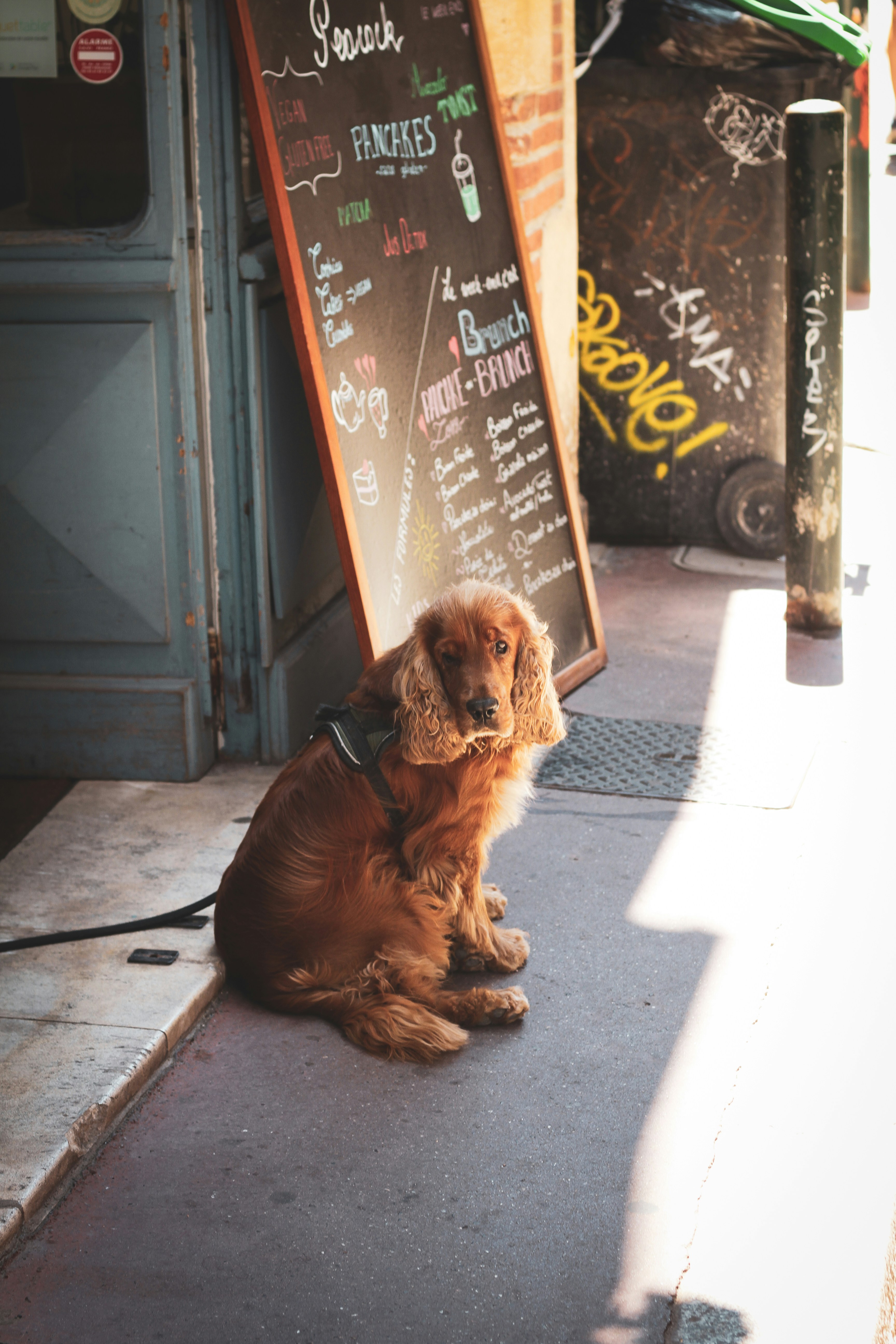 A brown dog sits patiently outside a cafe.