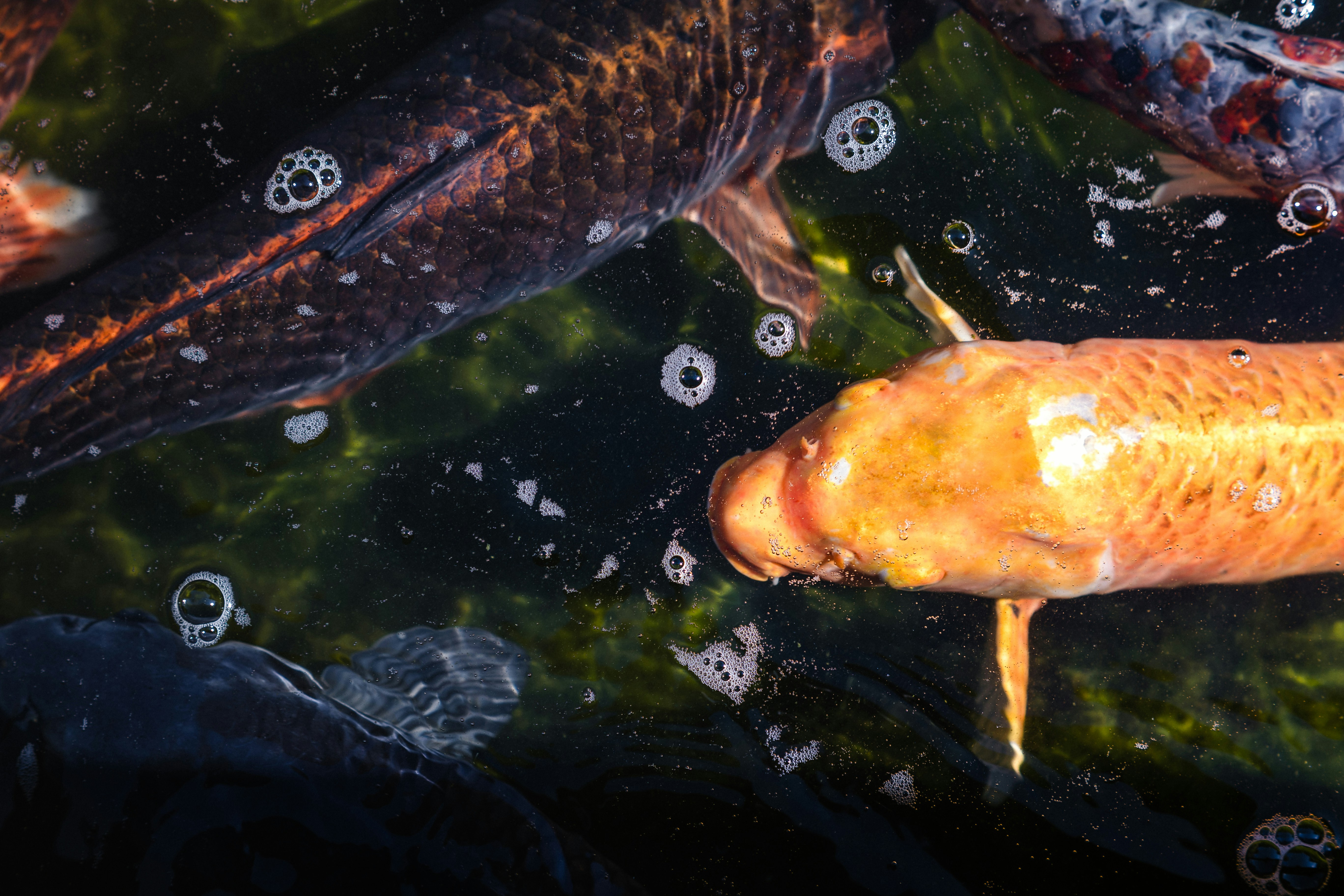 Harmony Beneath the Surface